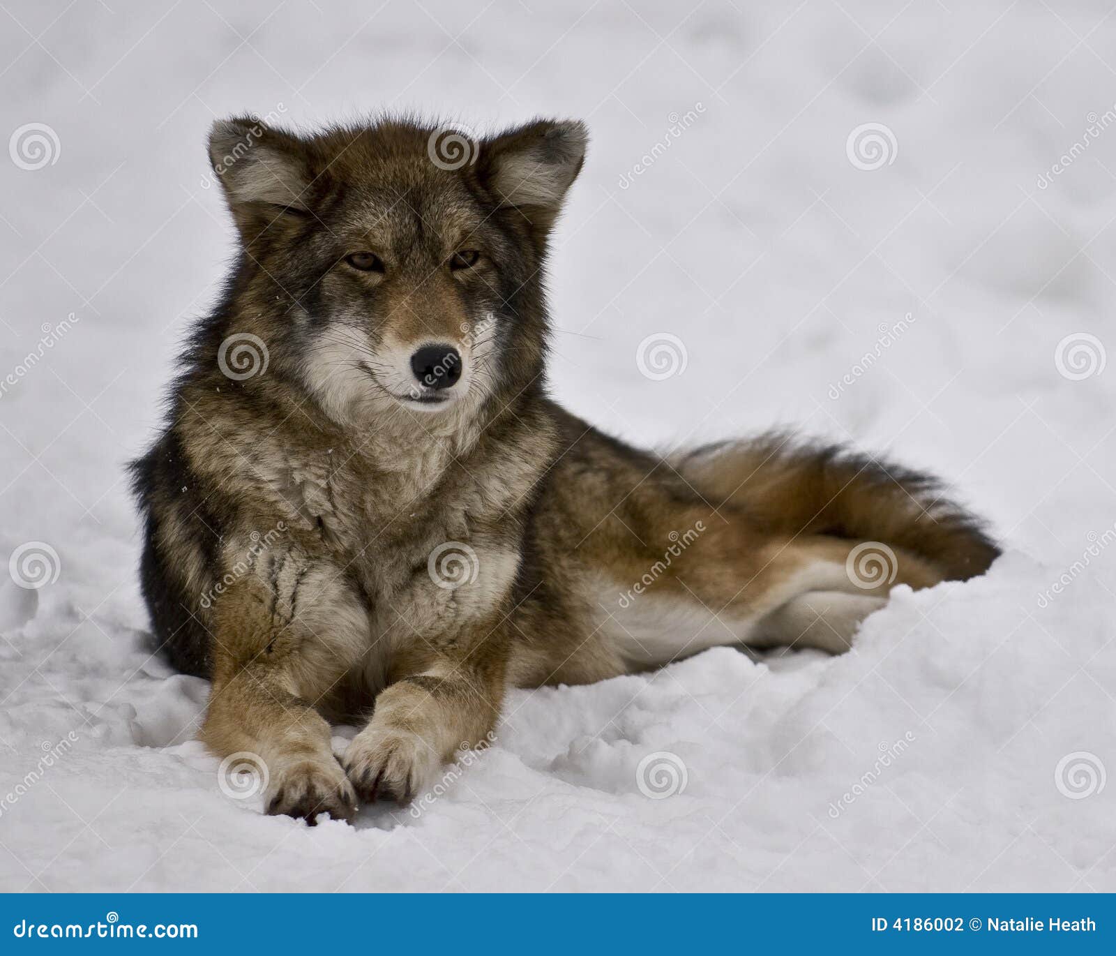 Female Coyote stock photo. Image of wildlife, carnivore - 4186002