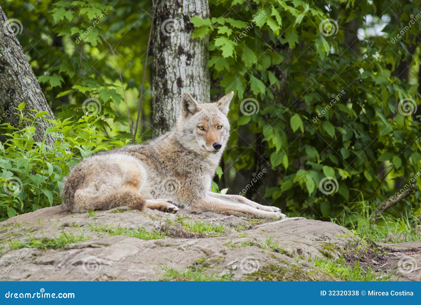 Female Coyote stock photo. Image of eyes, dandelion, animal - 32320338