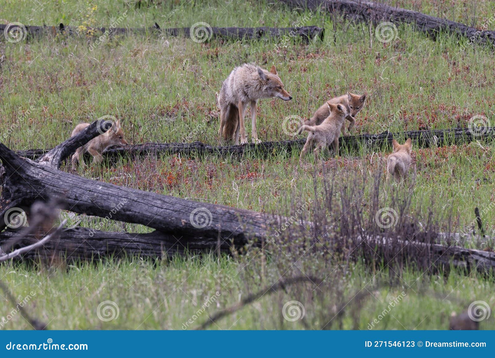 Female Coyote with Young Alberta Canada Stock Image - Image of closeup ...