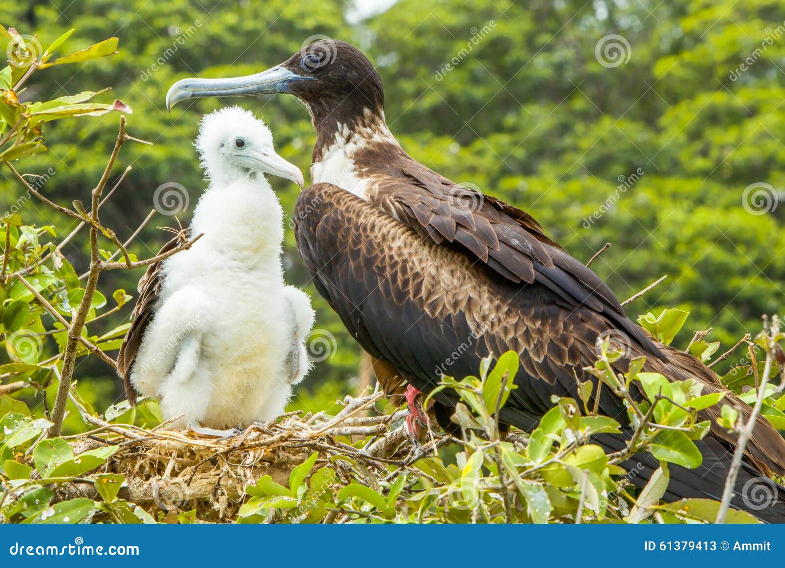 Female Frigate Bird Feeding Stock Photography | CartoonDealer.com #66993020