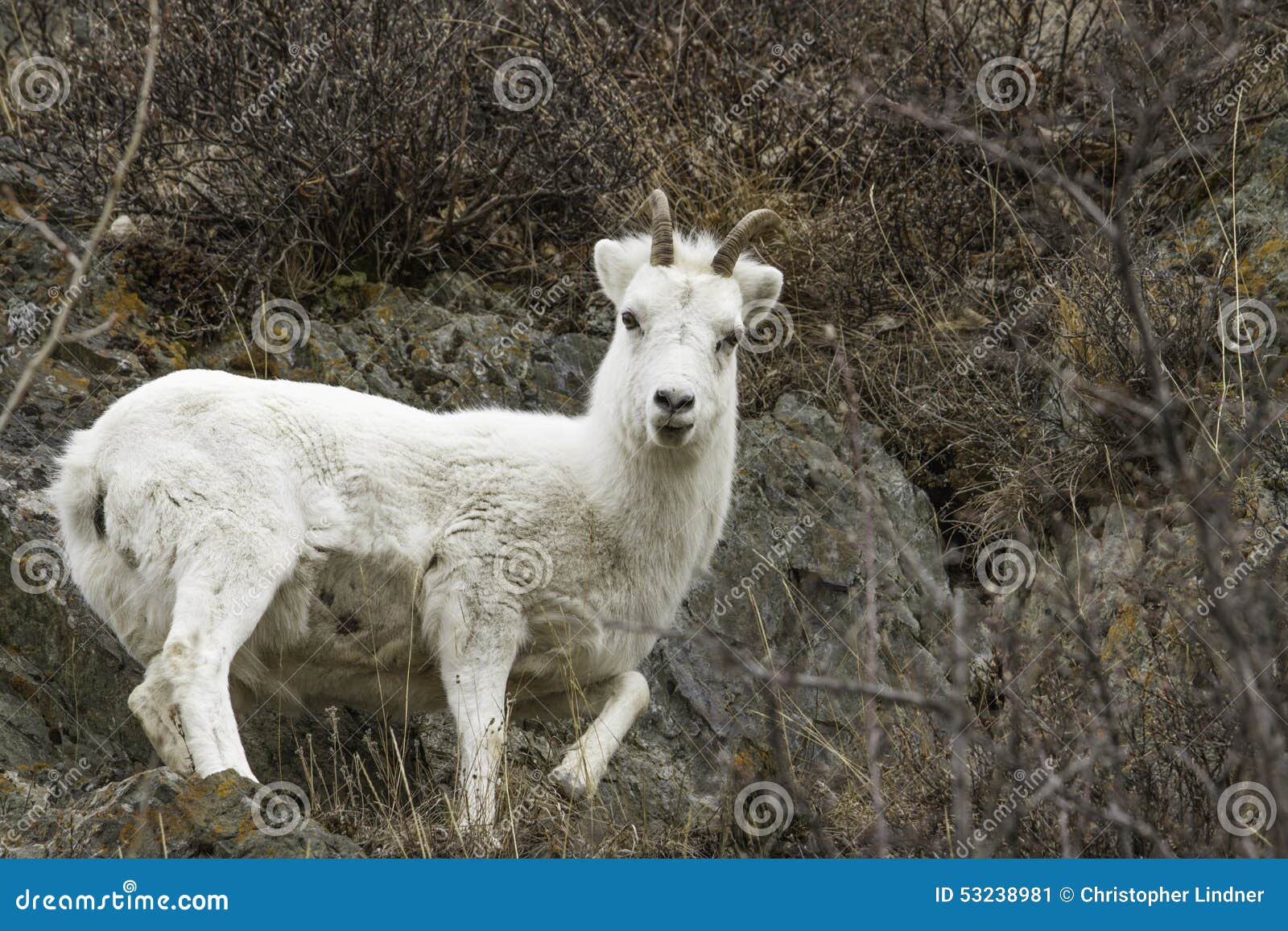 Female Dall Sheep stock image. Image of cliff, kenai - 53238981