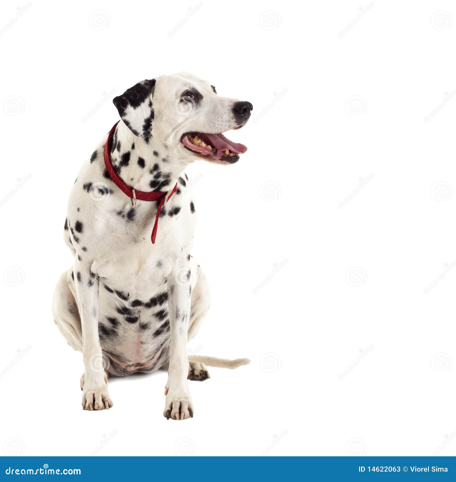 Female dalmatian stock image. Image of pedigree, collar - 14622063