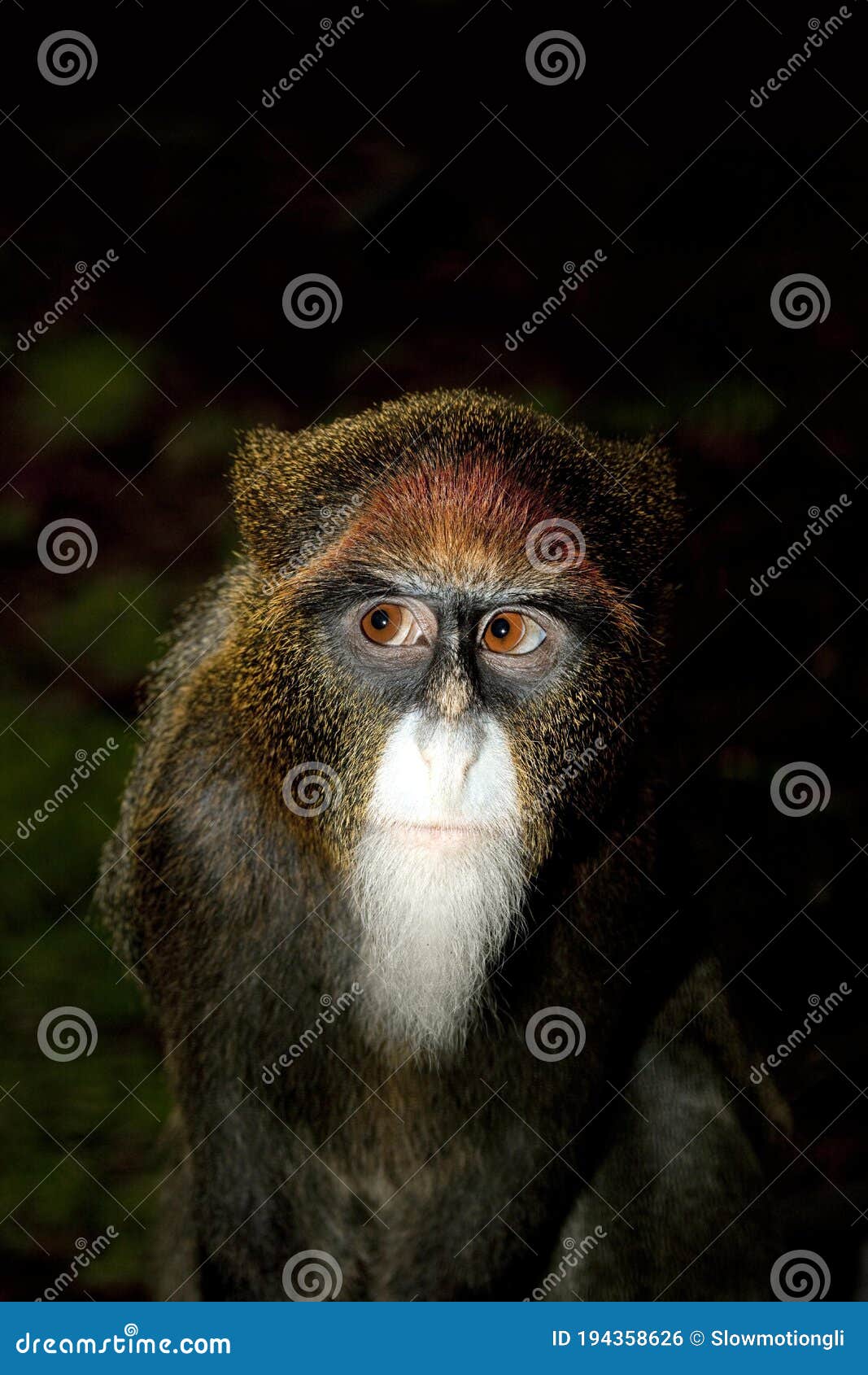 FEMALE DE BRAZZA`S MONKEY Cercopithecus Neglectus Stock Photo - Image ...