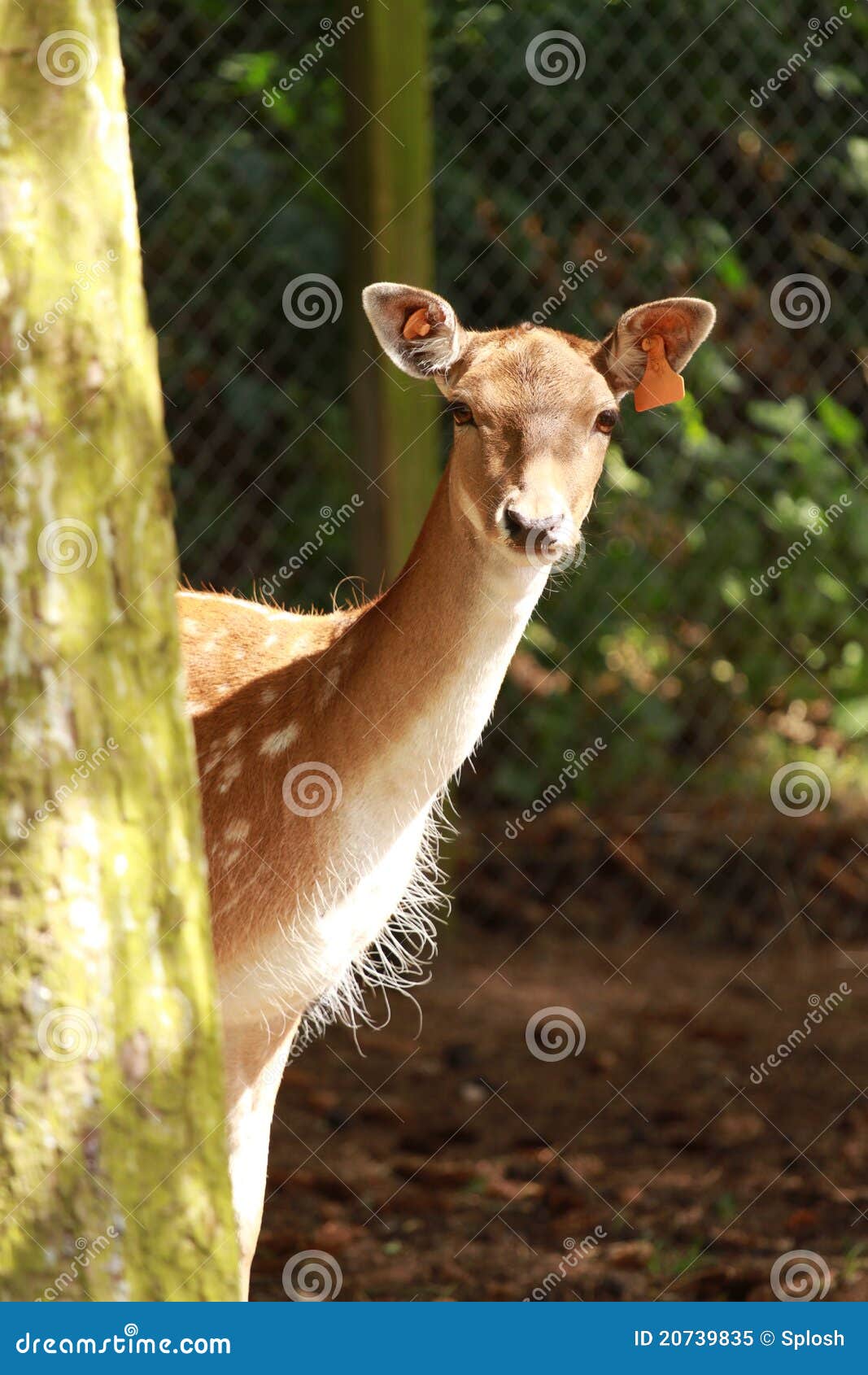 Female deer stock image. Image of deer, cute, furry, head - 20739835