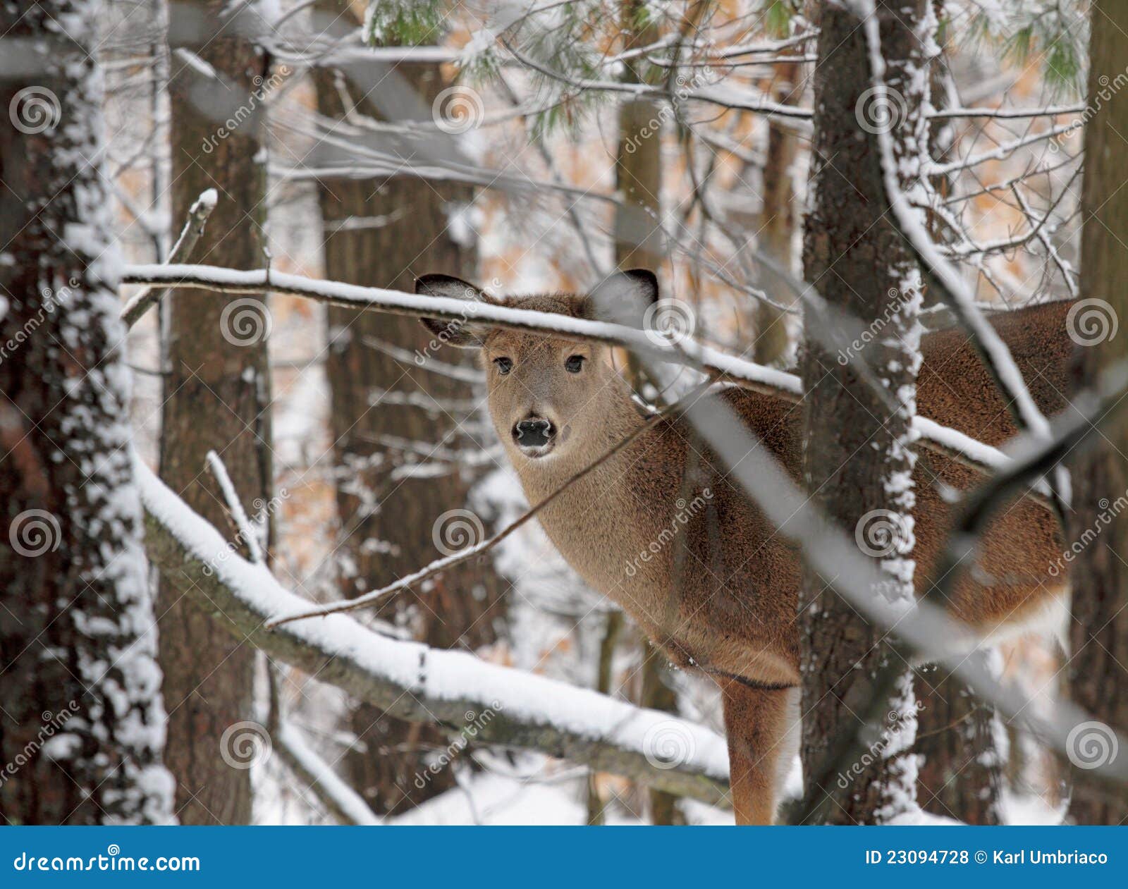Female deer stock photo. Image of snow, animal, female - 23094728