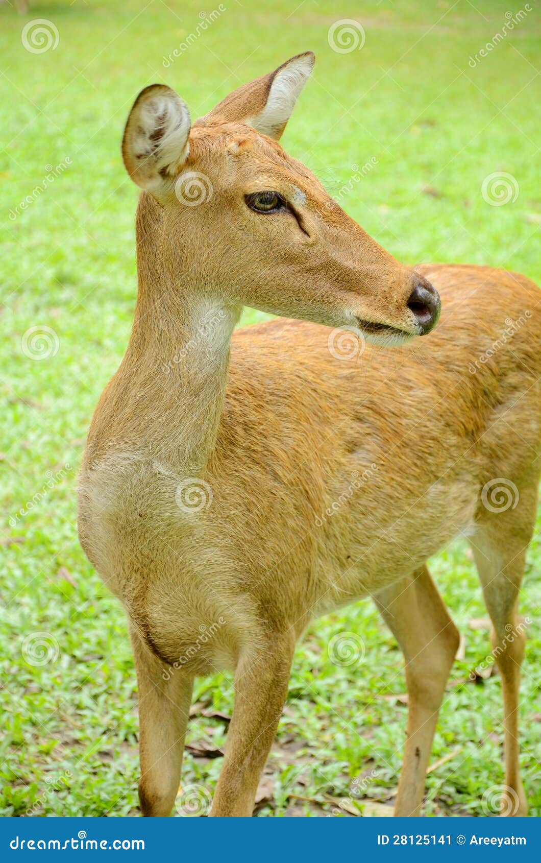 Female deer. stock image. Image of herbivore, animal - 28125141