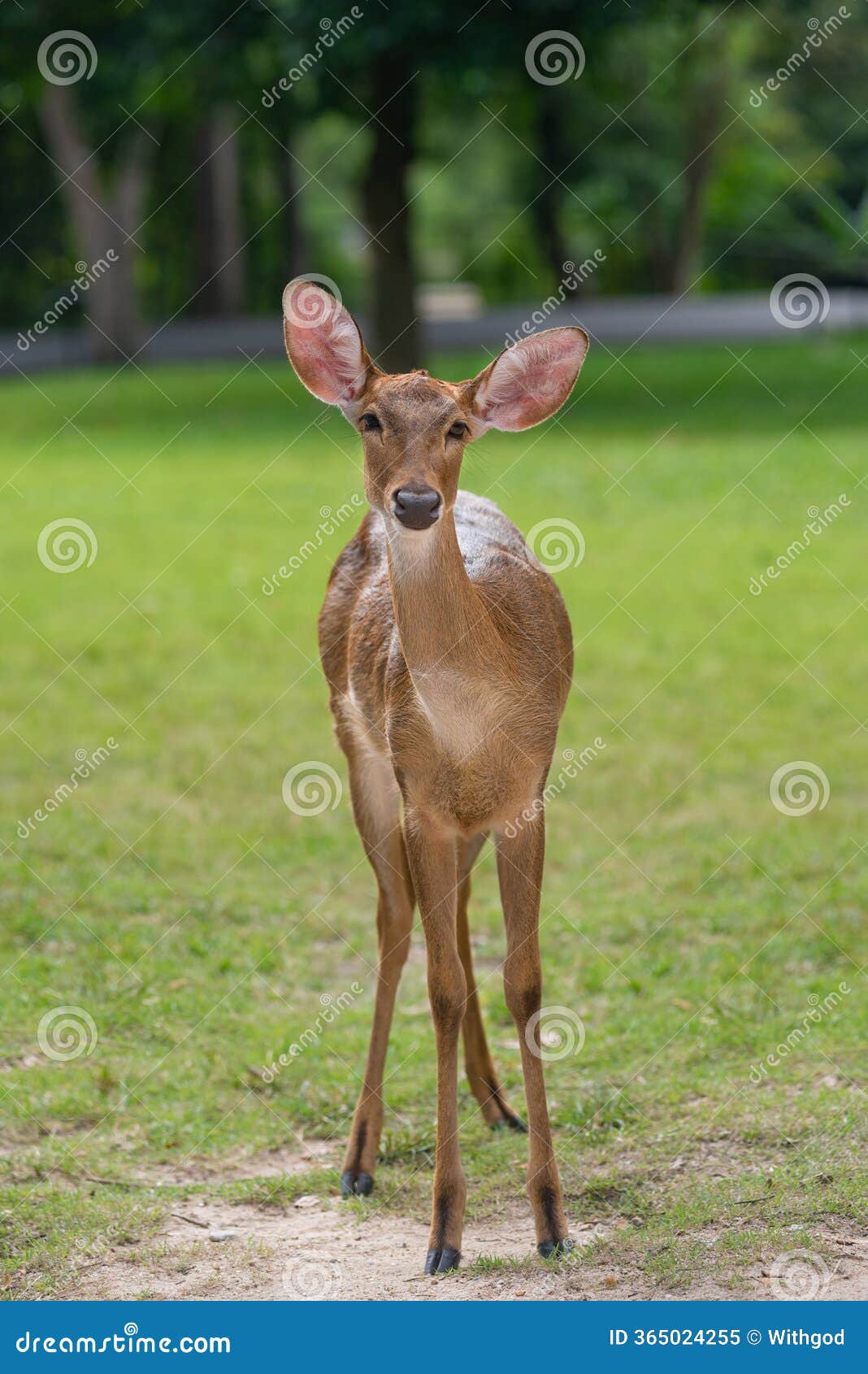 Female Roe Deer Standing In The Pathway. Stock Image | CartoonDealer ...