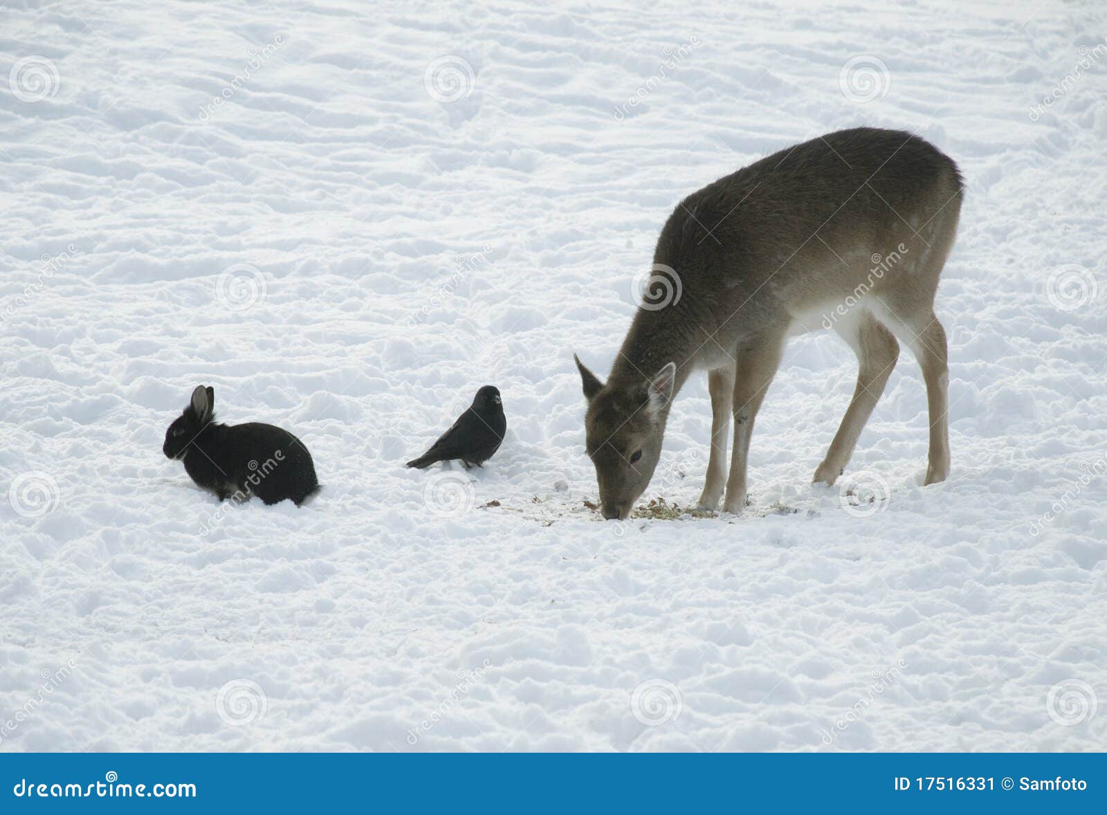 Female Deer Look Inside The Jungle Royalty-Free Stock Photography ...