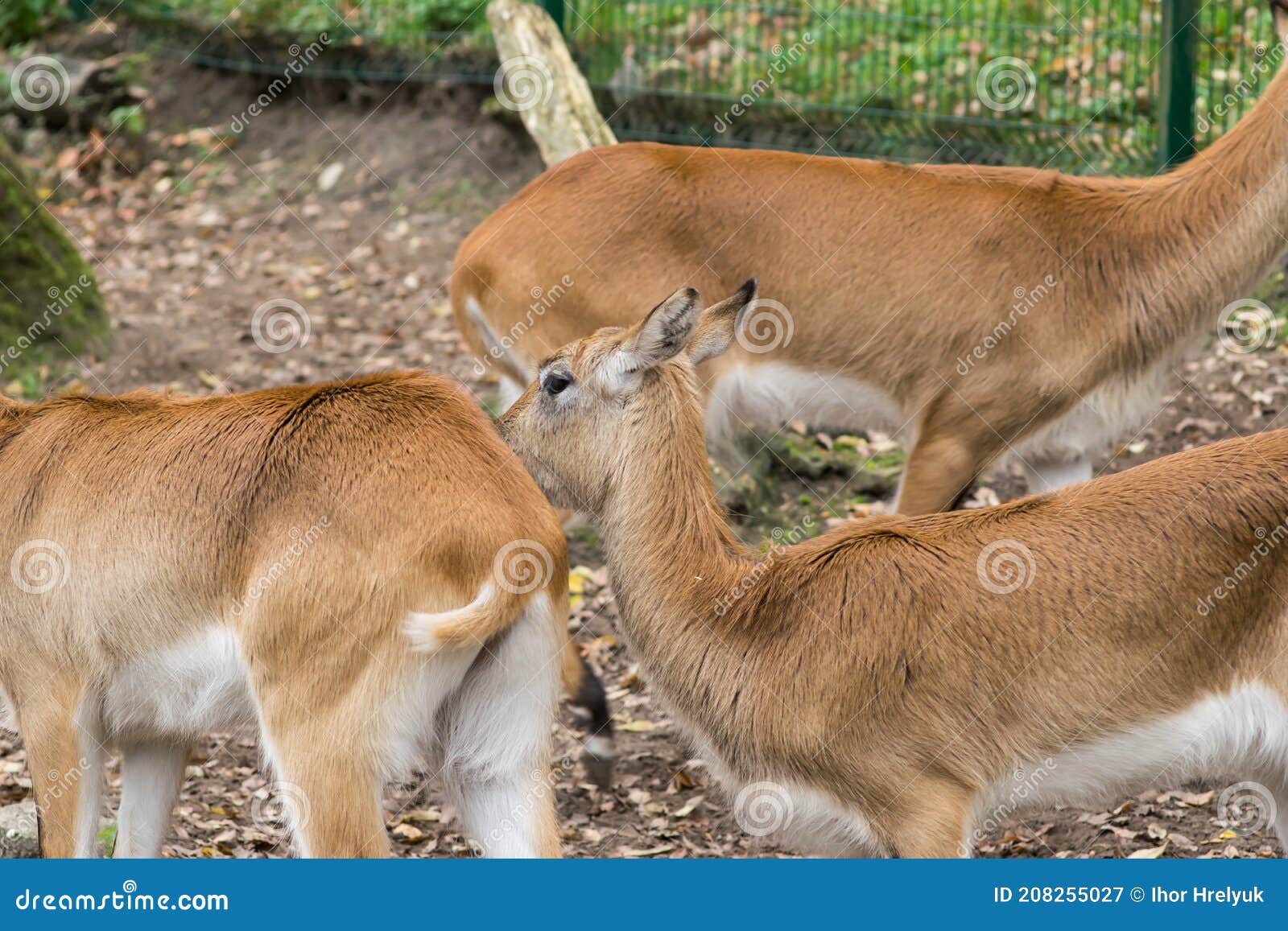Female Deer in Close-up in Zoo Yard Stock Image - Image of yard, brown ...