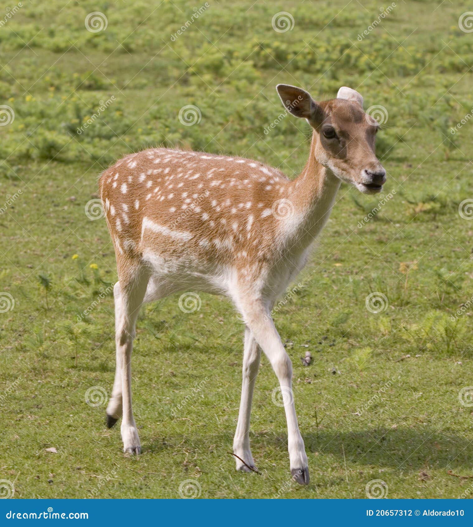 Female Deer