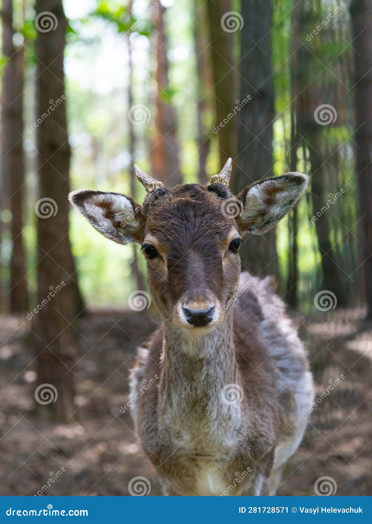 Female Deer (dana Dana) Backdrop of Forest Stock Image - Image of deer ...