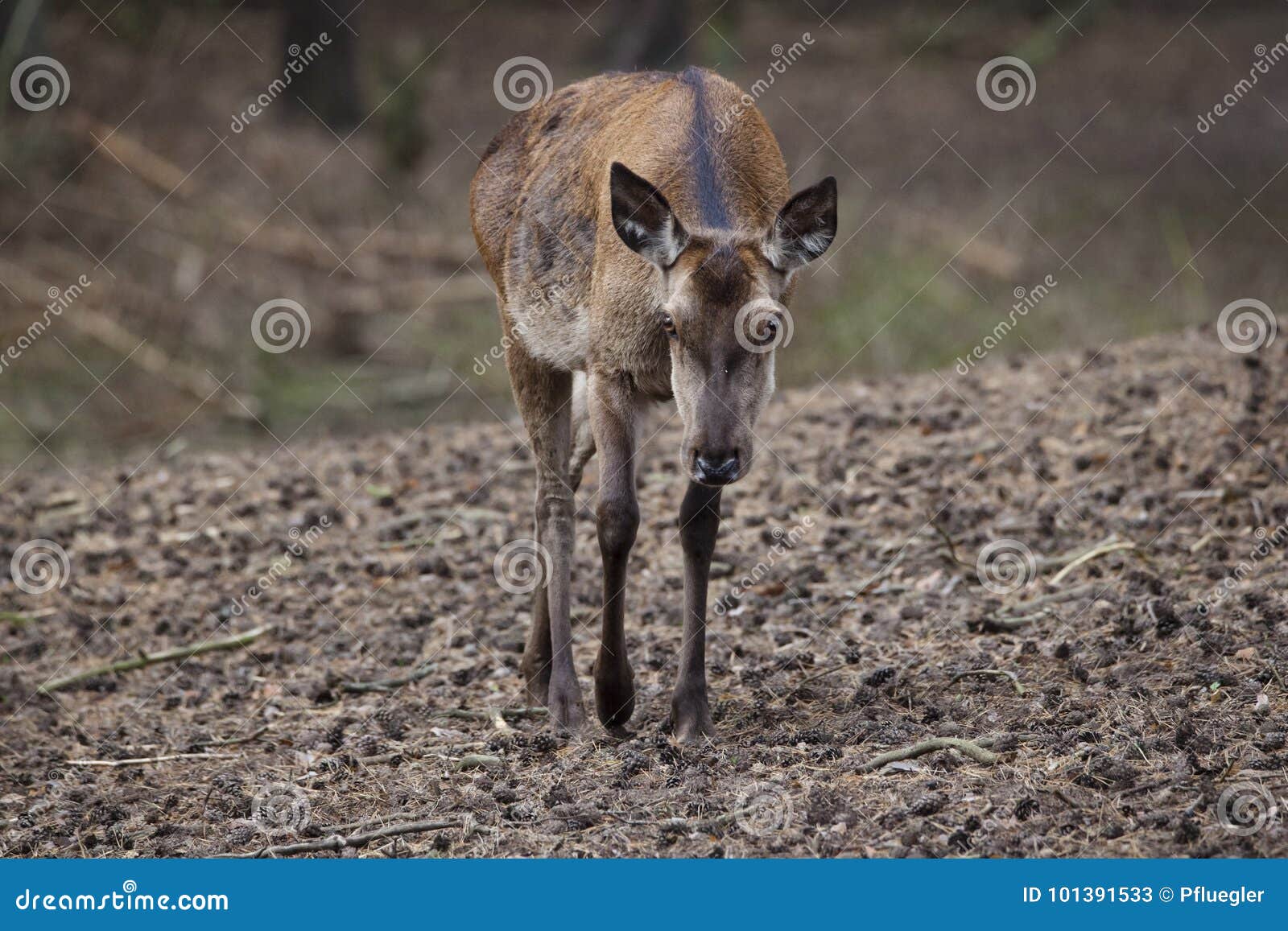 Deer doe stock image. Image of hind, brown, woodland - 101391533