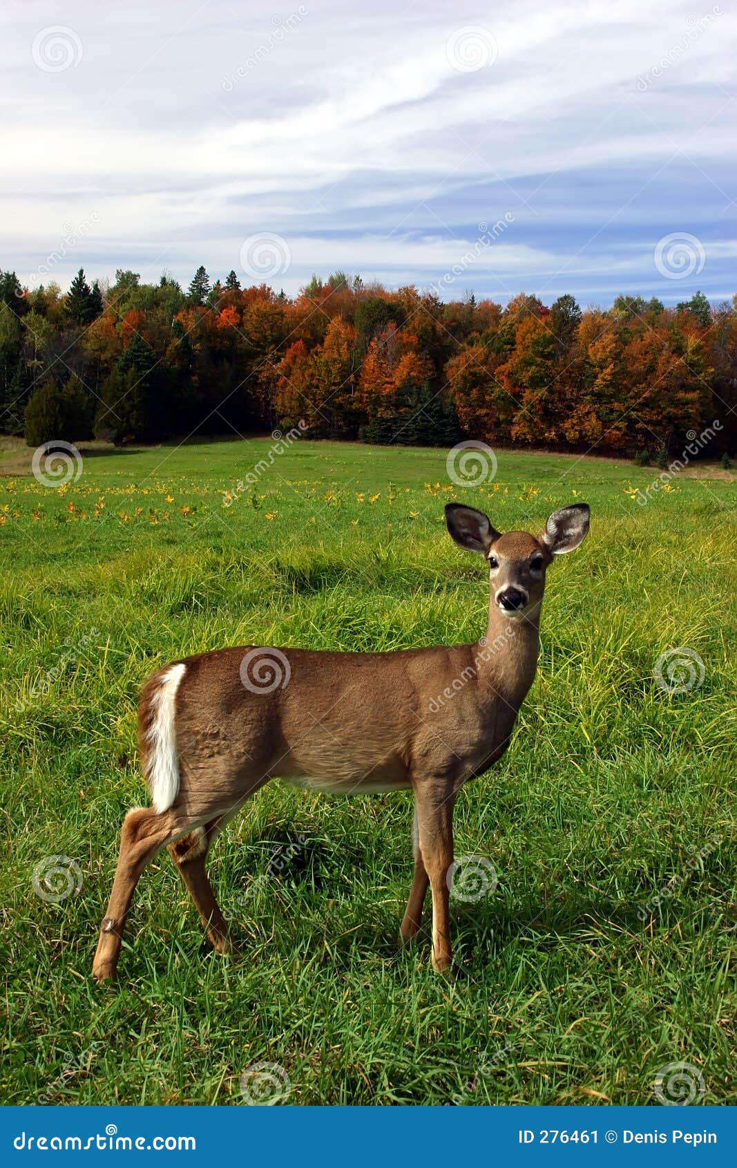 Female Deer on a Fall Day stock image. Image of hind, brown - 276461