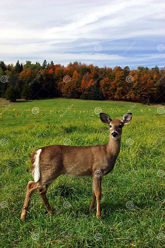 Female Deer on a Fall Day stock image. Image of hind, brown - 276461