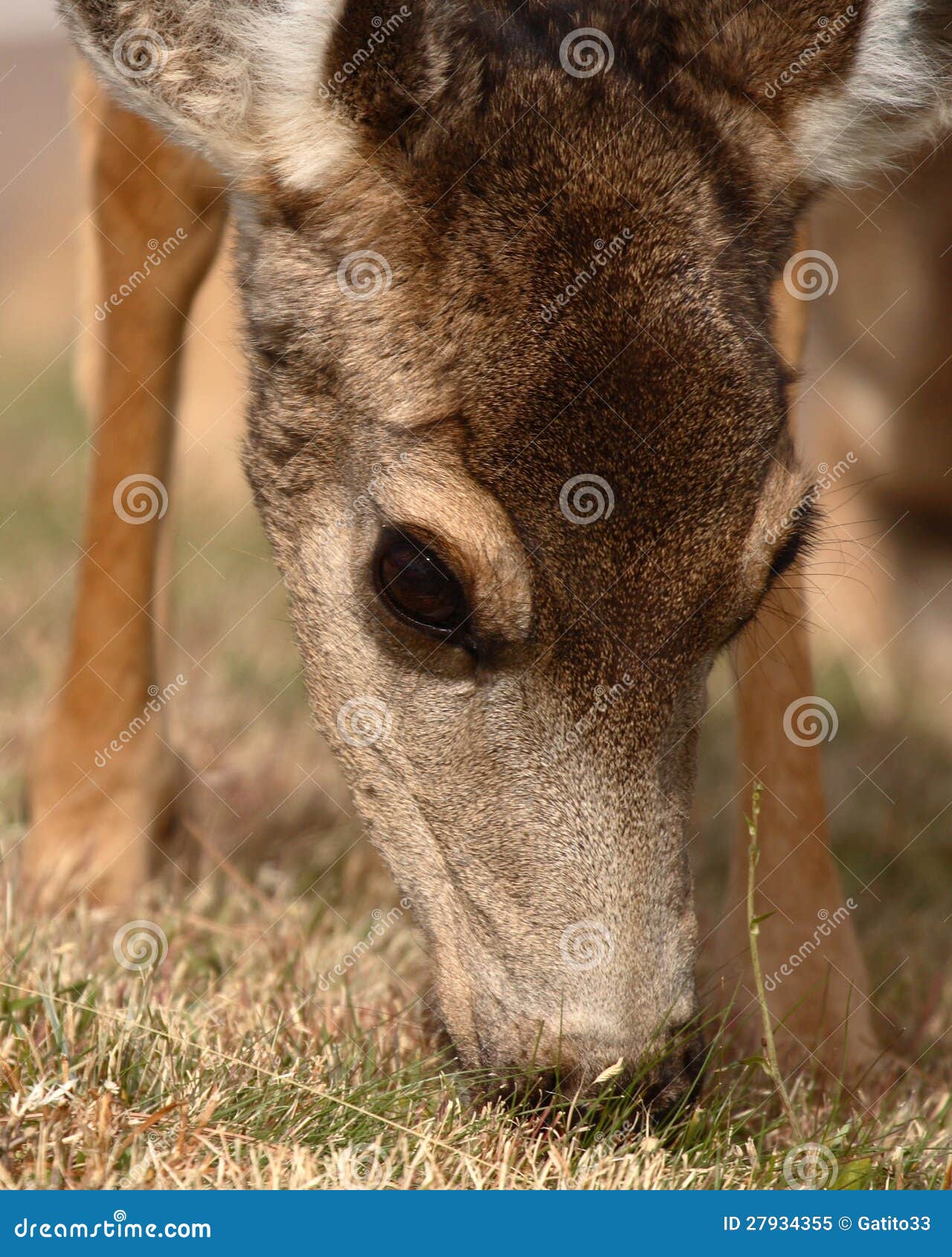 Female Deer Feeding stock image. Image of mammal, deer - 27934355