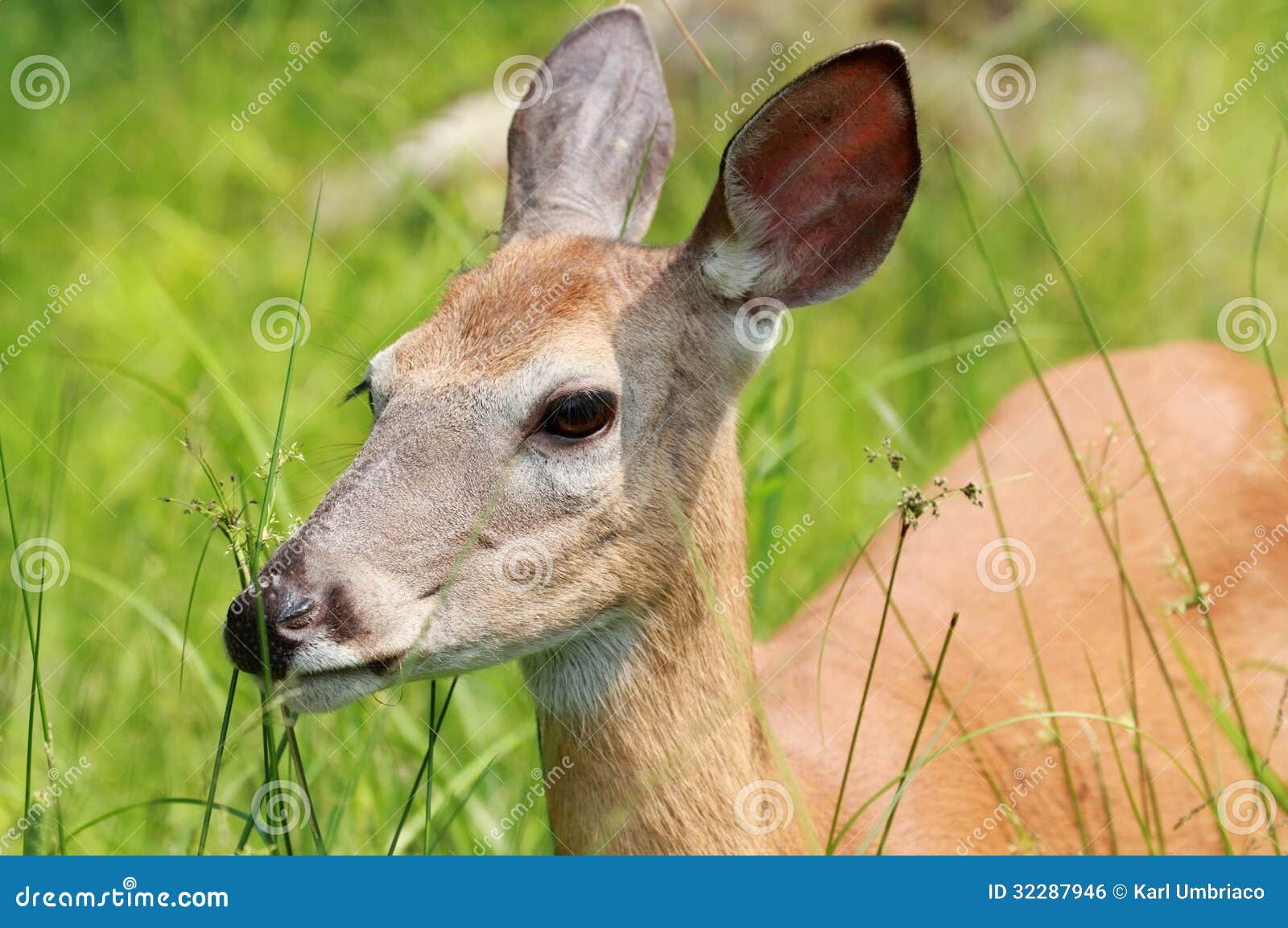 Female deer in grass stock photo. Image of nature, female - 32287946