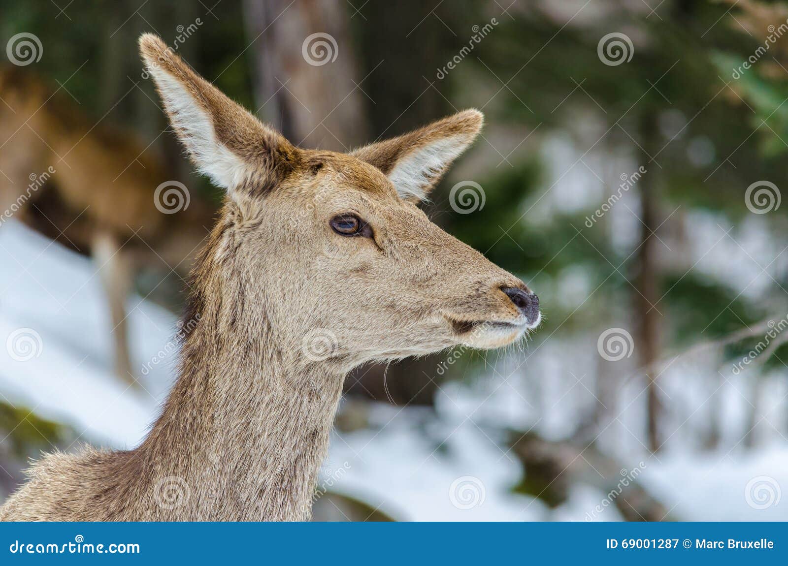 Female deer stock image. Image of beautiful, animal, wild - 69001287