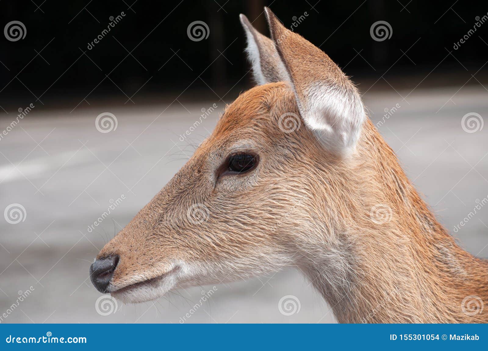 Female deer stock photo. Image of park, nature, fauna - 155301054