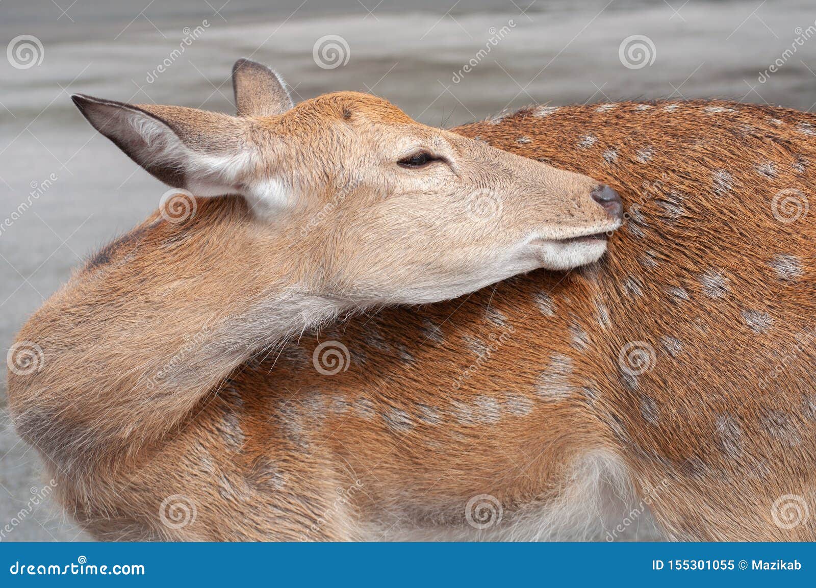 Female deer stock image. Image of park, cute, meadow - 155301055