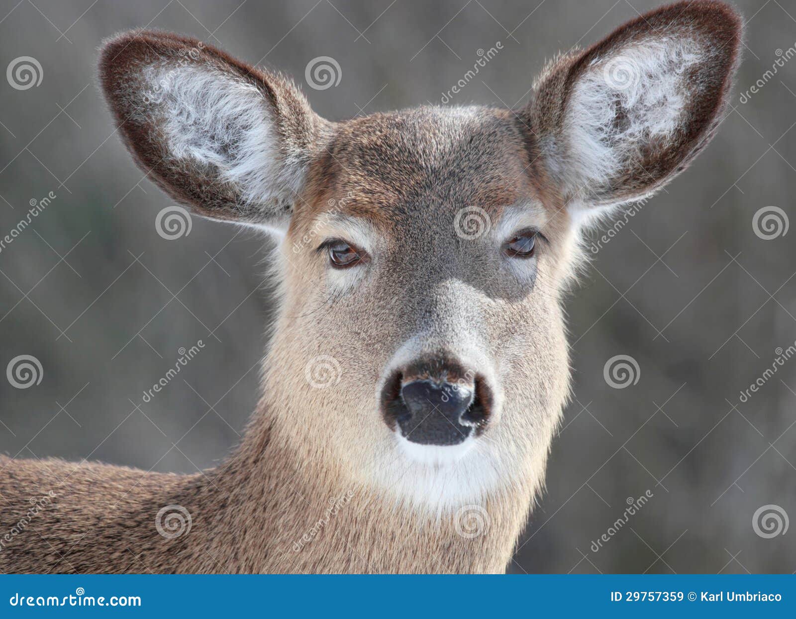 Beautiful deer stock image. Image of quebec, beauty, female - 29757359
