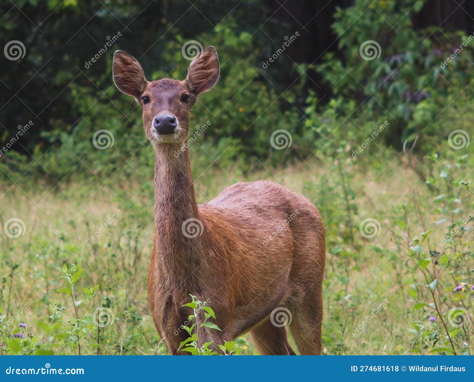 A Female Deer is Staring at the Photographer Stock Photo - Image of ...