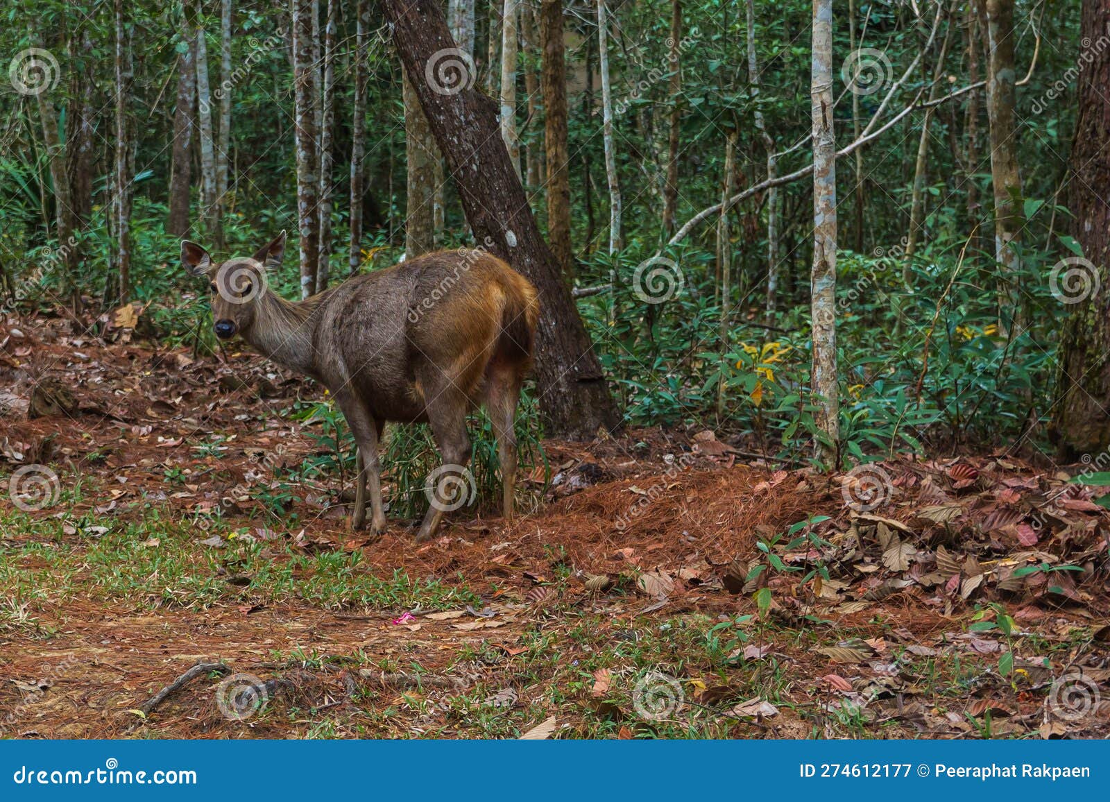Female Deer Under Tree in Forest Stock Image - Image of tree, nature ...