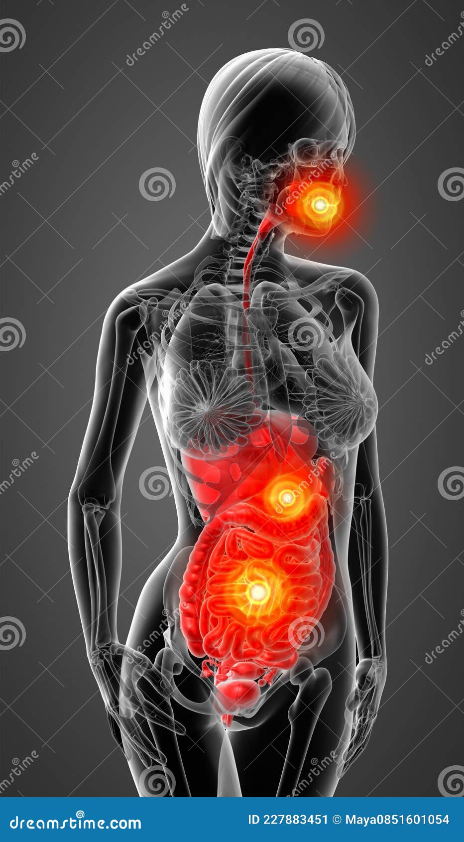 Female digestive system stock illustration. Illustration of model ...