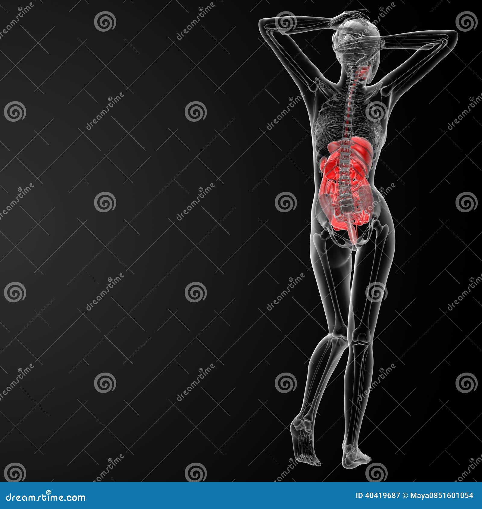 Female digestive system stock illustration. Illustration of medical ...