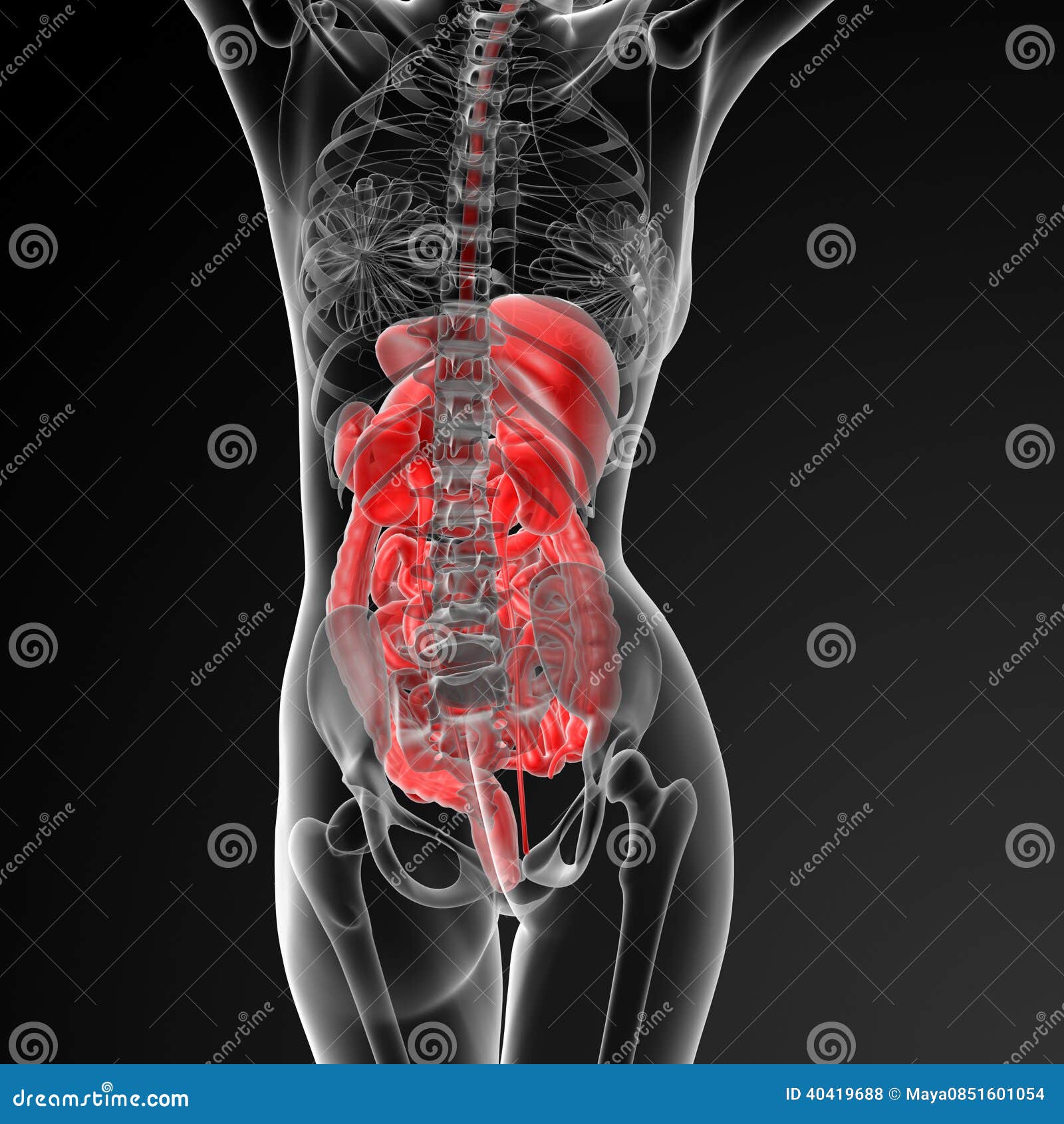 Female Digestive System Stock Illustration | CartoonDealer.com #10245100