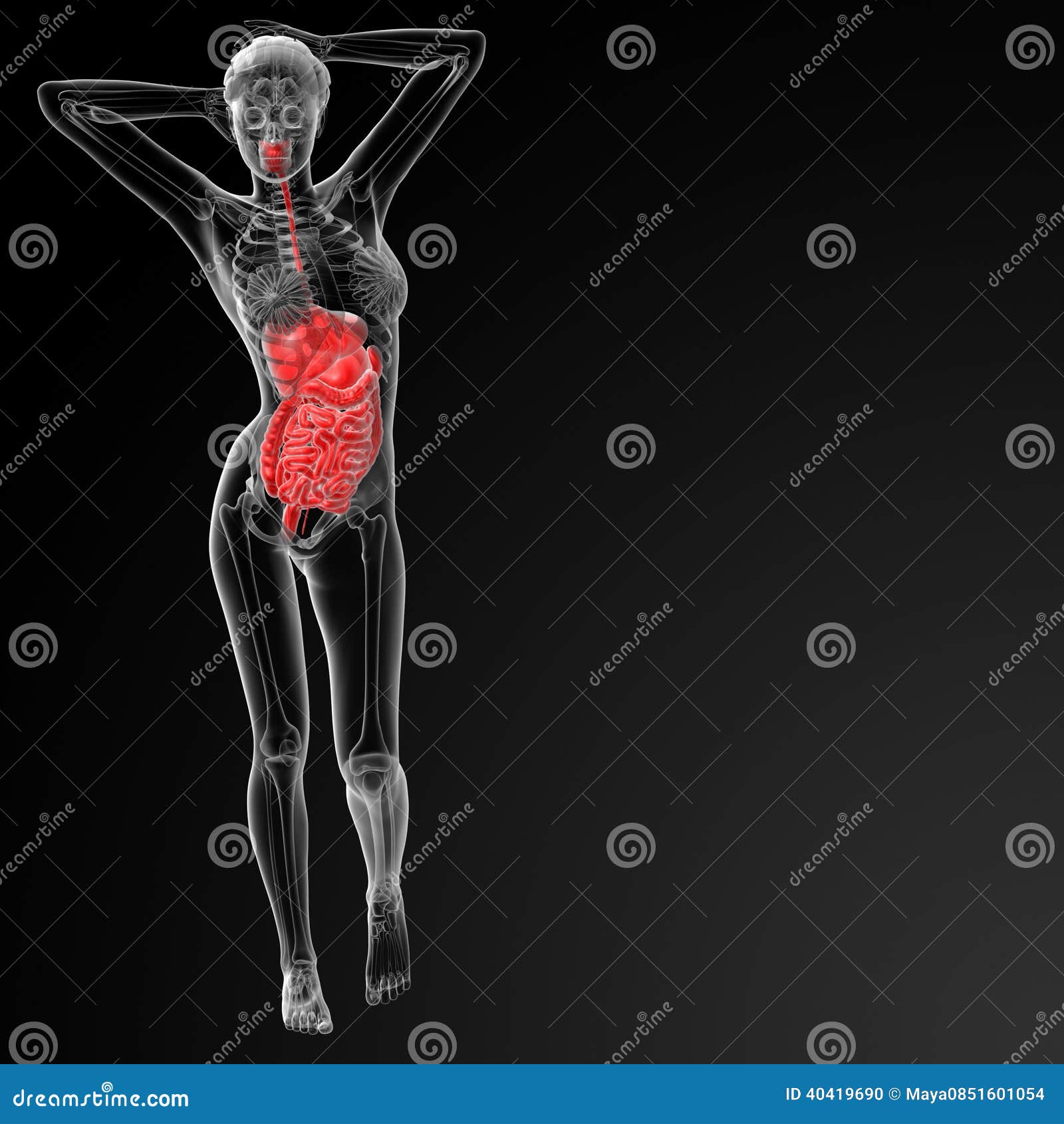 Female digestive system stock illustration. Illustration of muscle ...