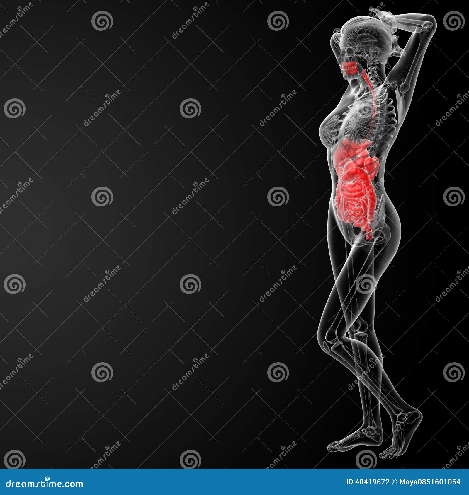 Female digestive system stock illustration. Illustration of medicine ...