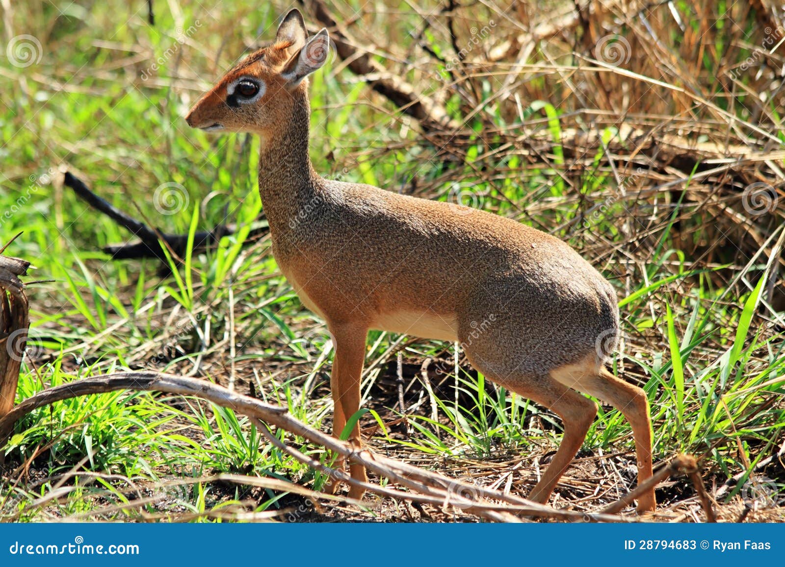 Female Dik Dik stock image. Image of animal, tiny, small - 28794683