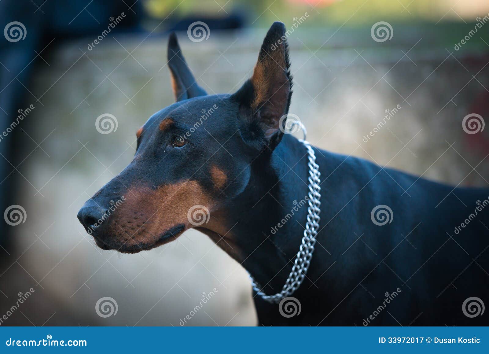 Female Doberman Pinscher stock image. Image of park, pedigree - 33972017