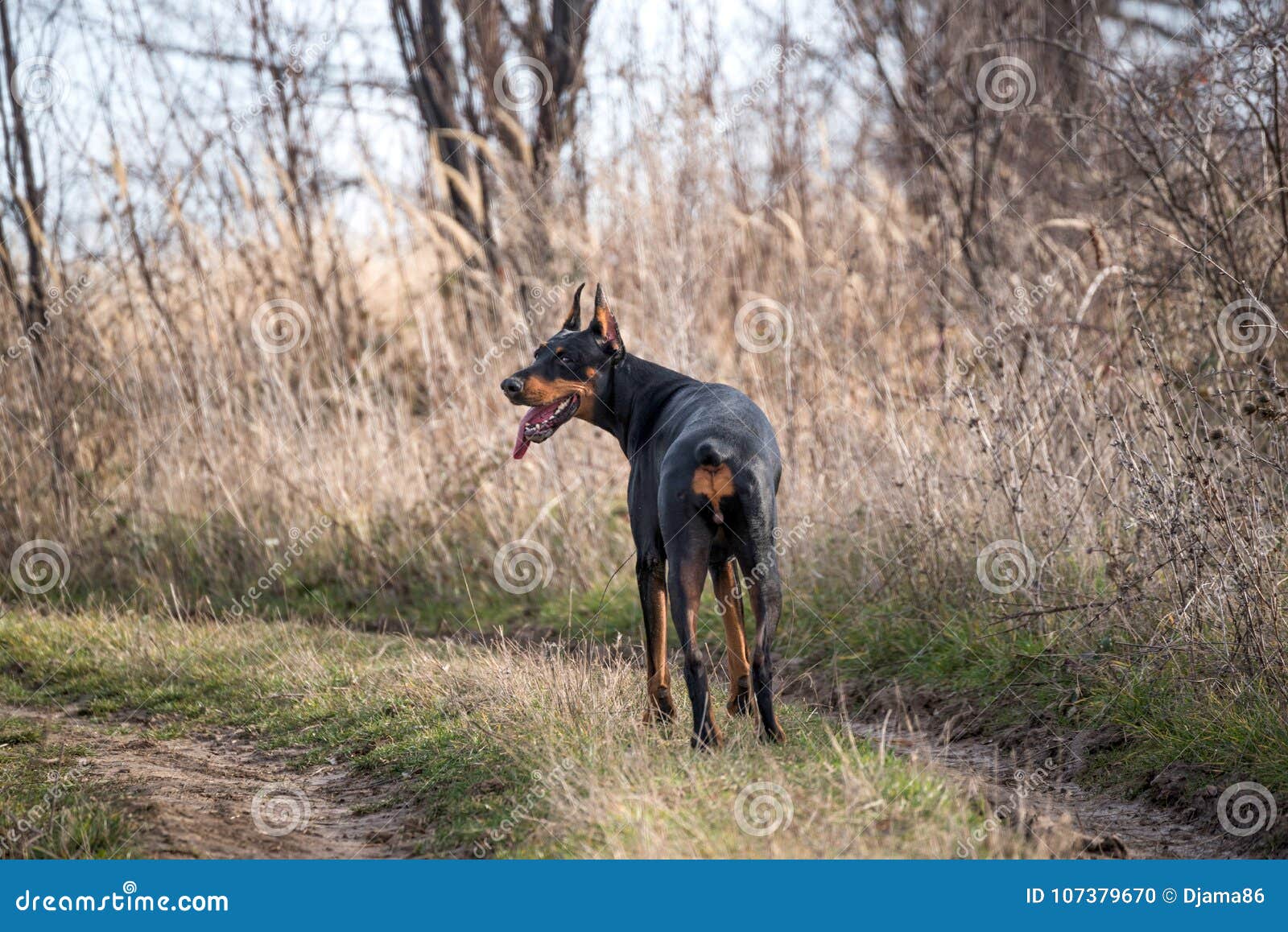 Female Doberman pinscher stock photo. Image of leaf - 107379670