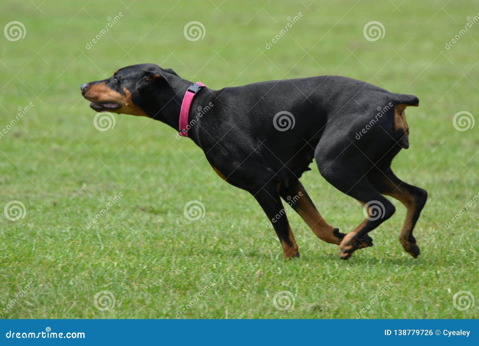Female Doberman Running in the Yard. Stock Photo - Image of animals ...