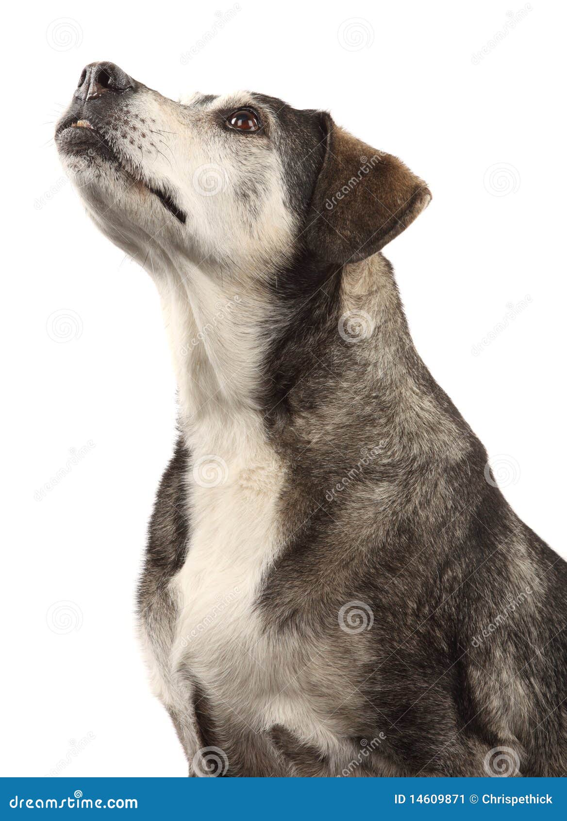 Female Dog stock image. Image of canine, dogs, puppy - 14609871