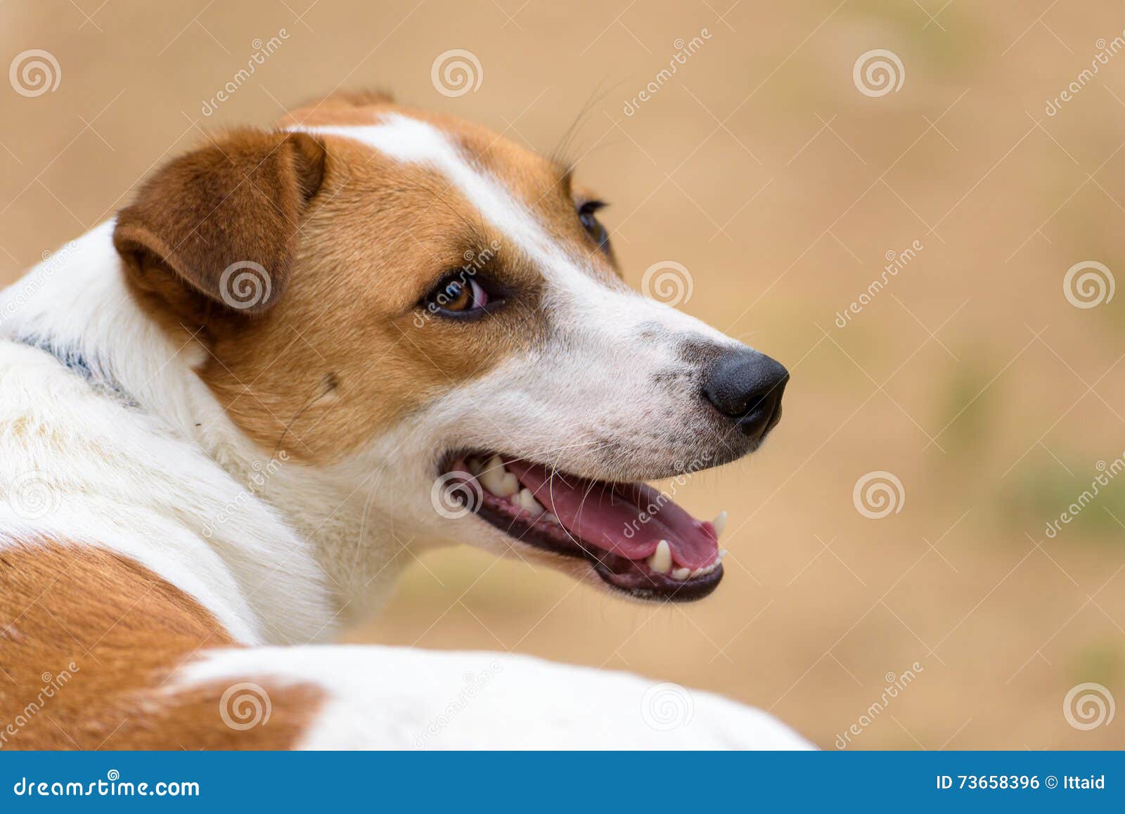 A female dog looking back stock photo. Image of female - 73658396