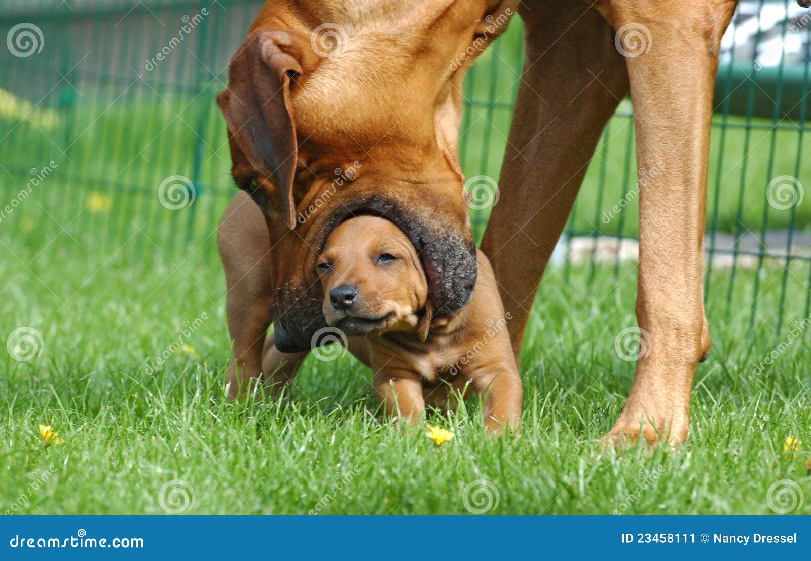 Female dog teaching puppy stock image. Image of expression - 23458111