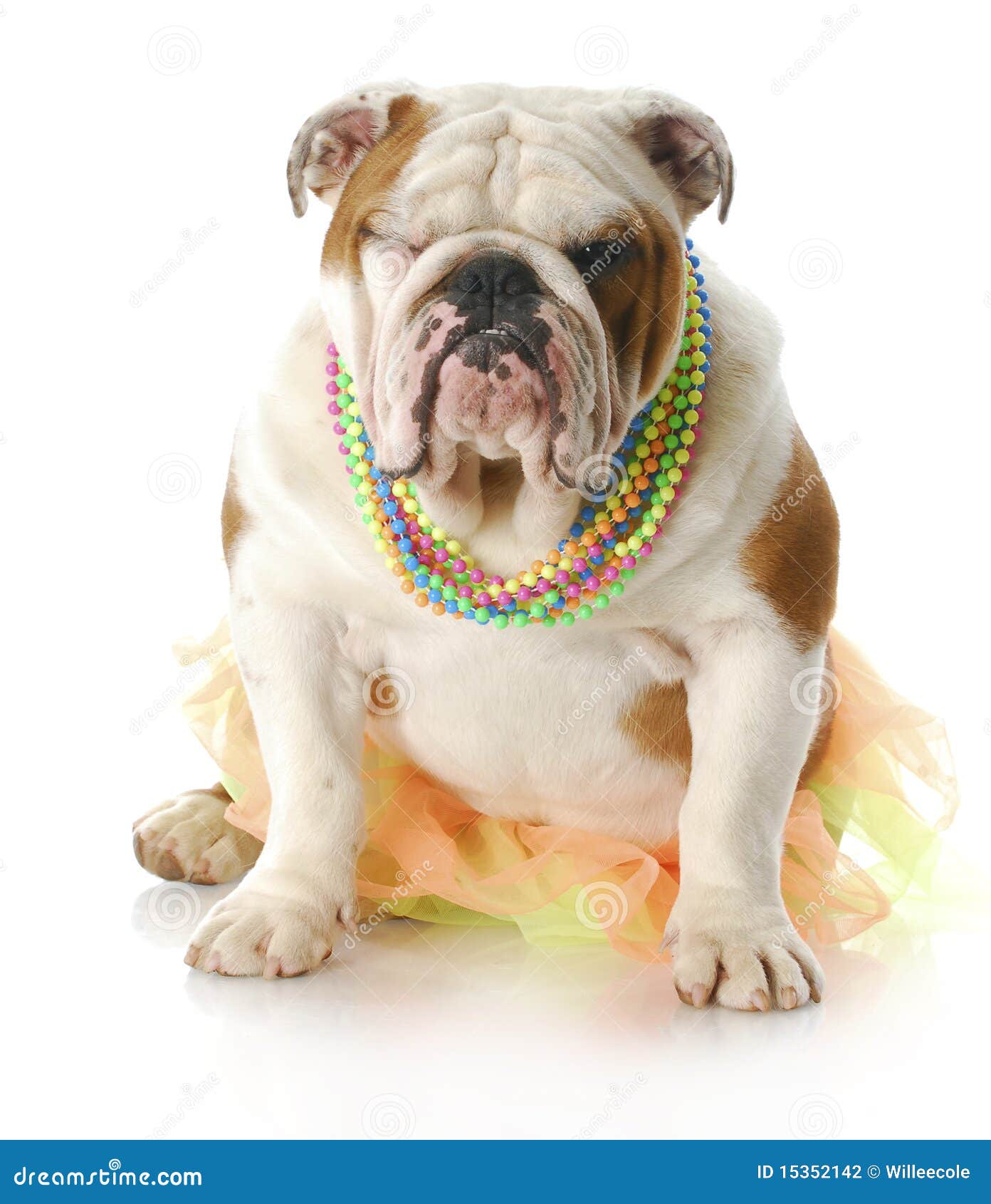 Female dog winking stock photo. Image of female, funny - 15352142