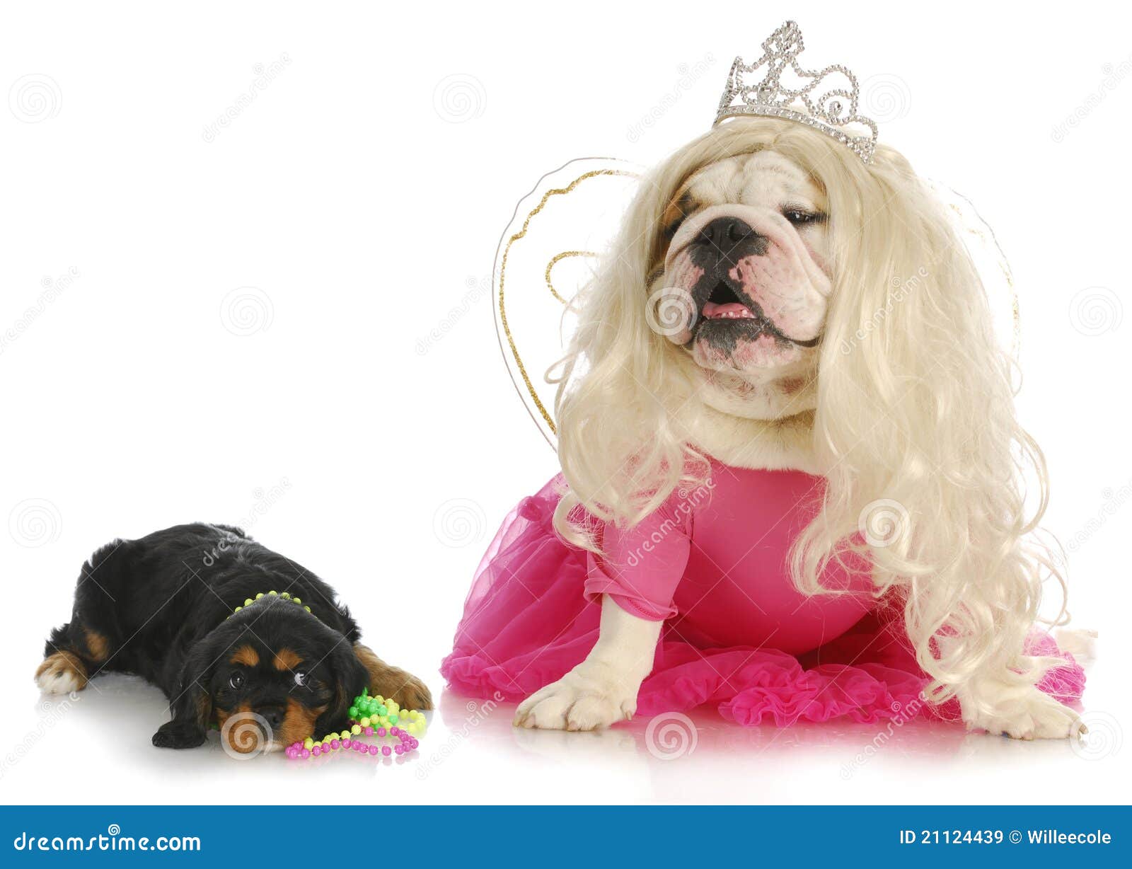 Are Female Dogs Feminine