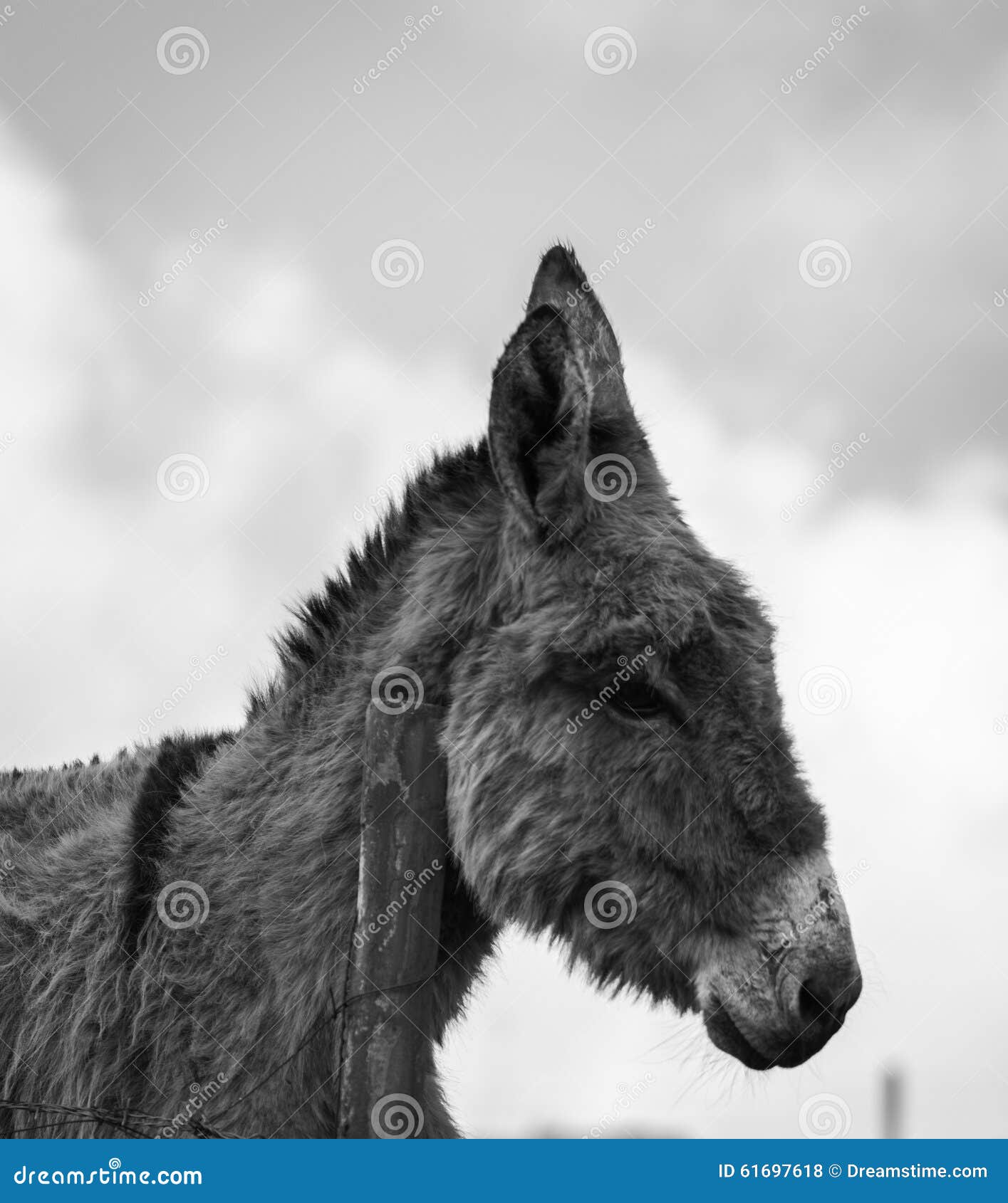Female Donkey Having a Scratch Stock Photo - Image of post, donkey ...