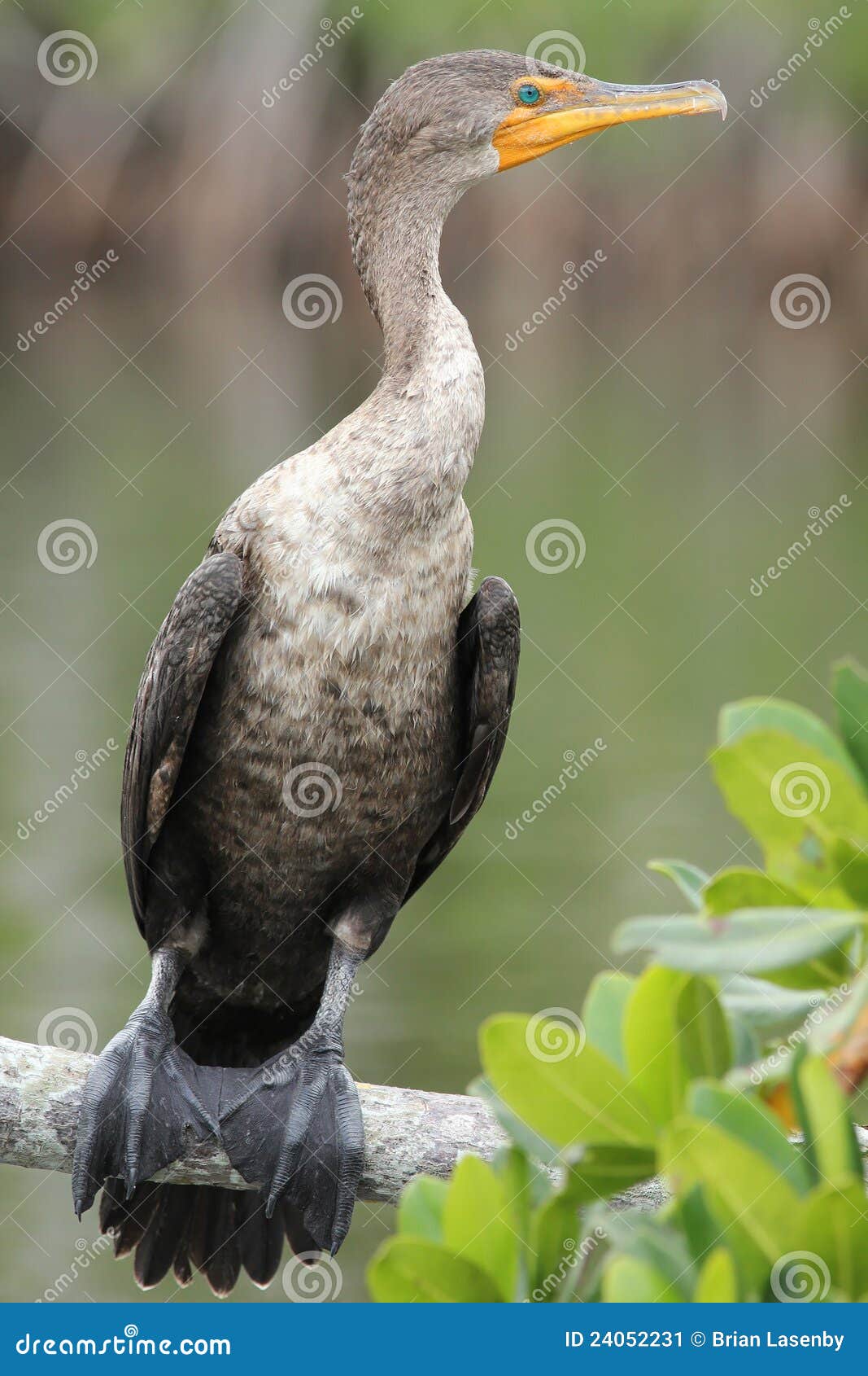 Female Double-crested Cormorant Stock Image - Image of eating, america ...
