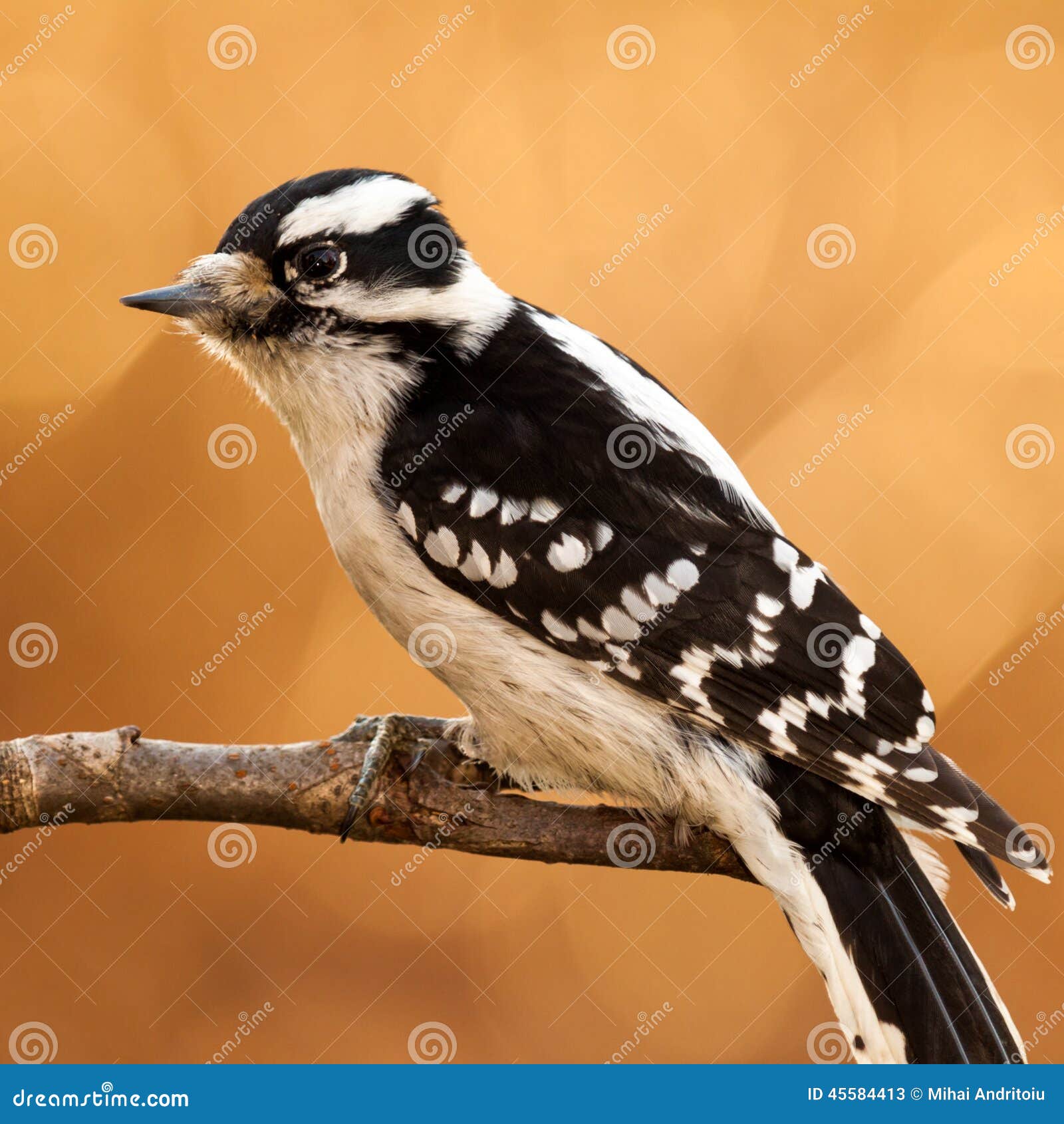 Female Downy Woodpecker stock image. Image of plumage - 45584413