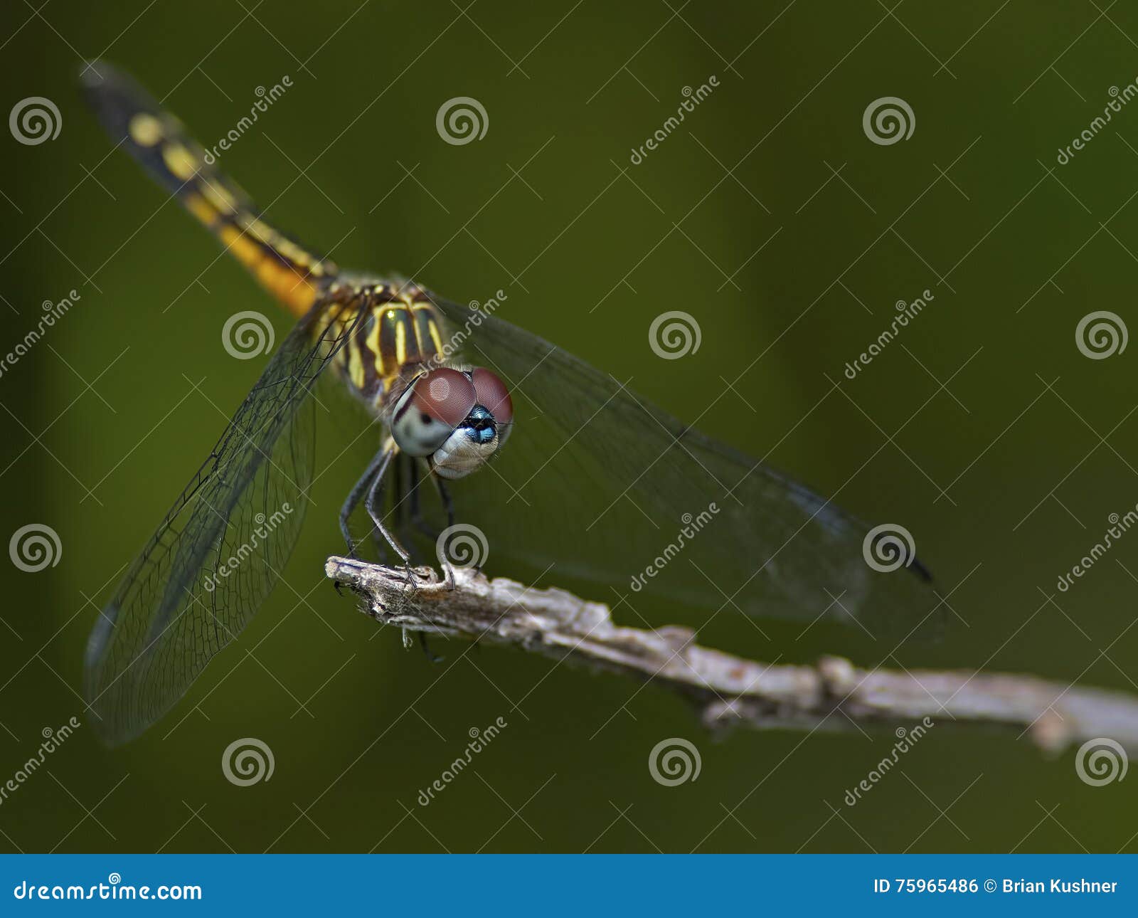 Female Dragonfly Blue Dasher Stock Photo - Image of dragon, pachydiplax ...
