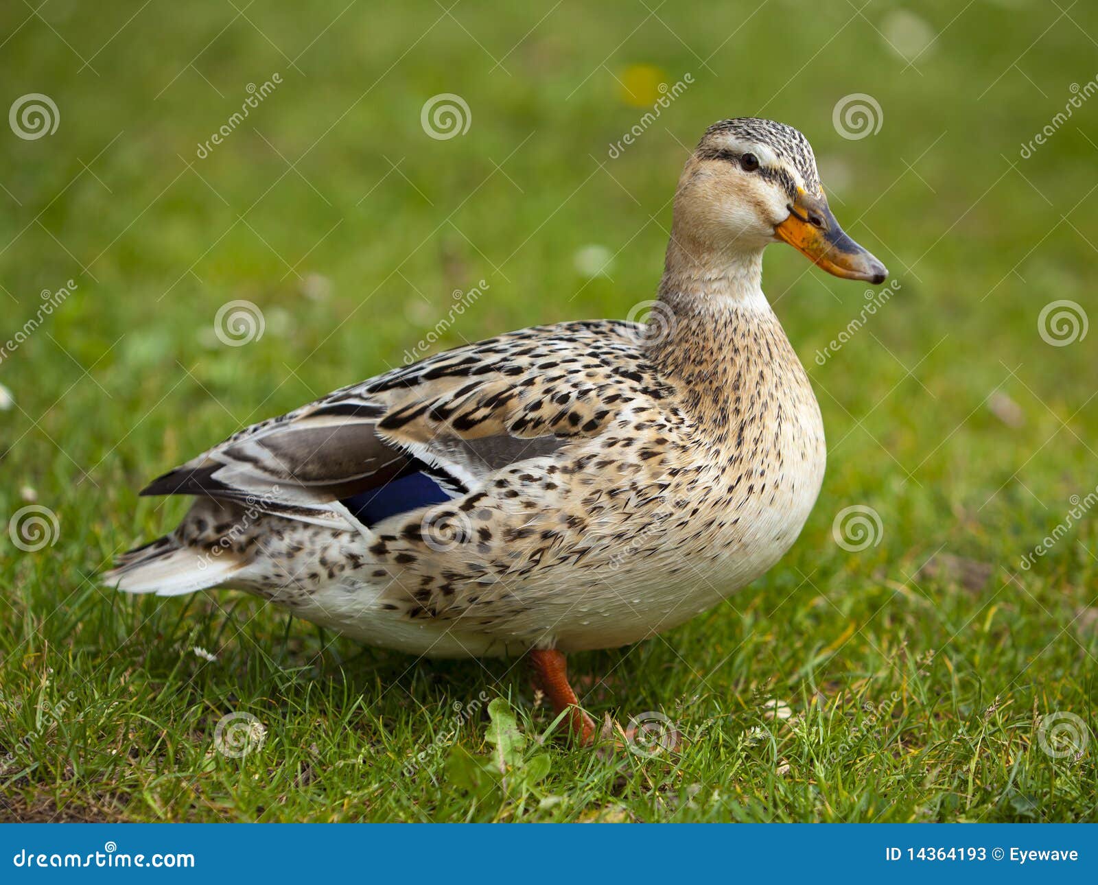 Female duck stock image. Image of duck, animal, bird - 14364193