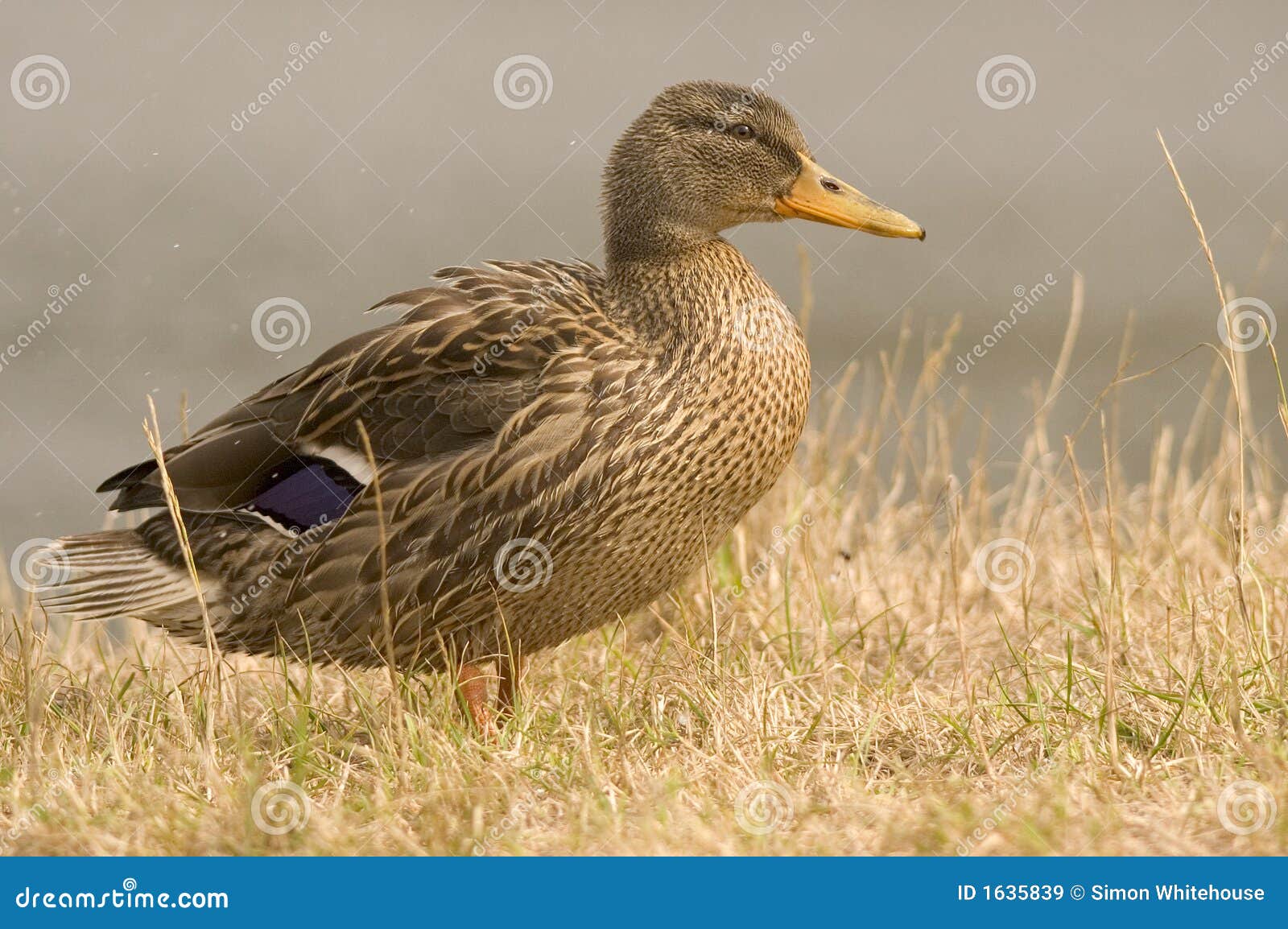 Female Duck stock image. Image of breast, dabbling, female - 1635839