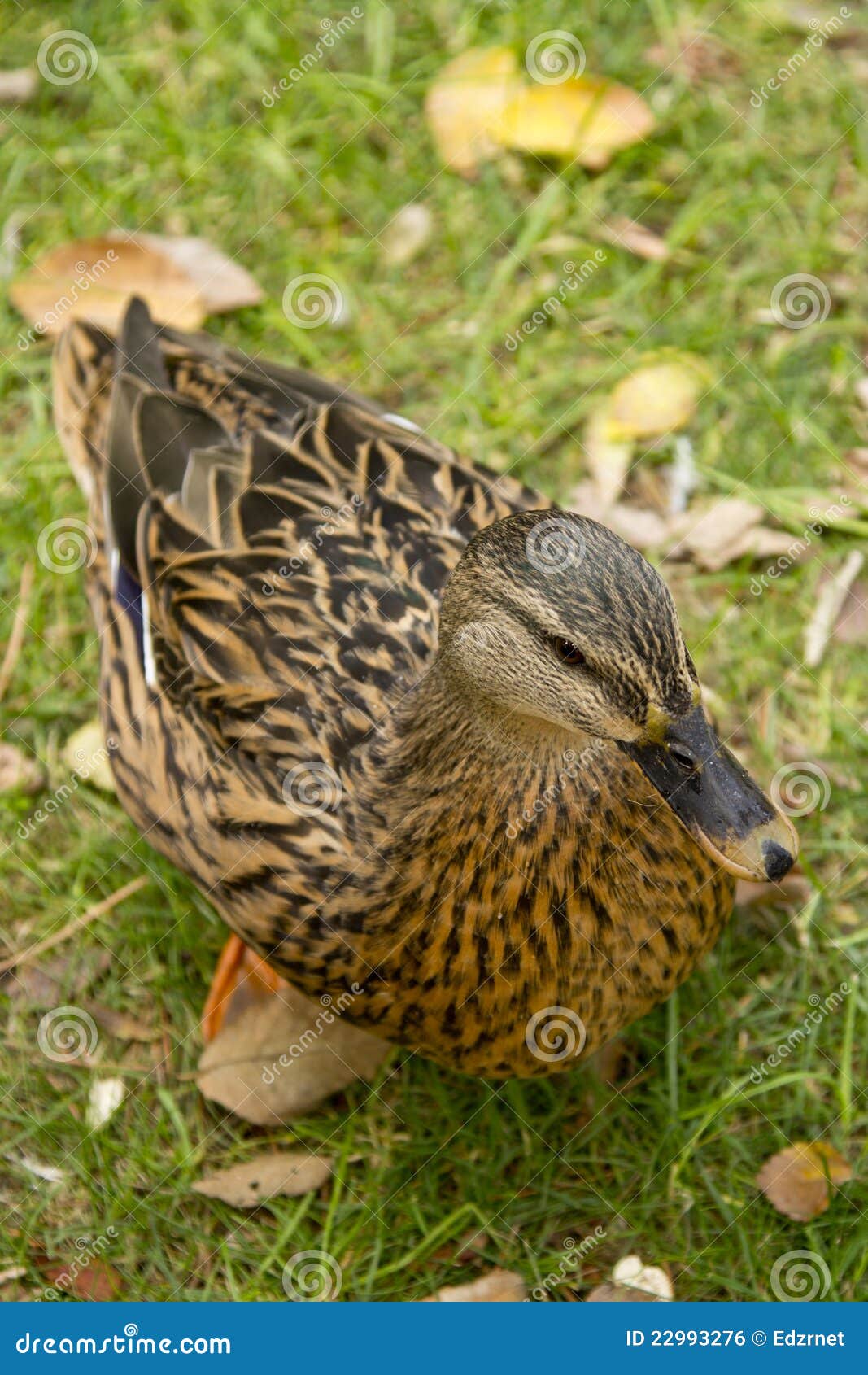 Female Duck stock photo. Image of grass, female, nature - 22993276