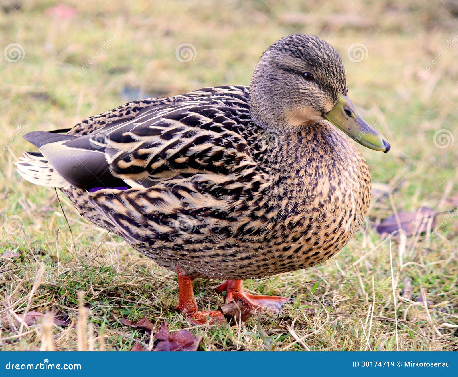 Female Duck stock image. Image of drake, ocean, animal - 38174719