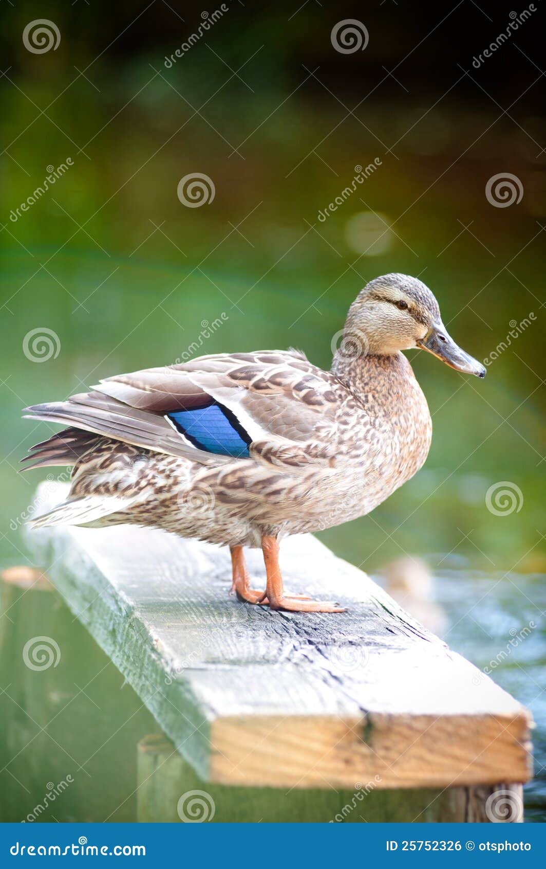 A female duck on the bench stock photo. Image of isolated - 25752326