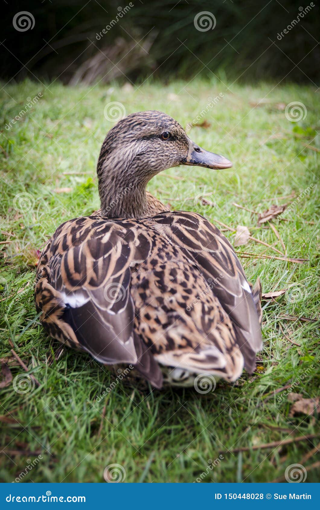 Female Duck stock photo. Image of nature, female, mallard - 150448028